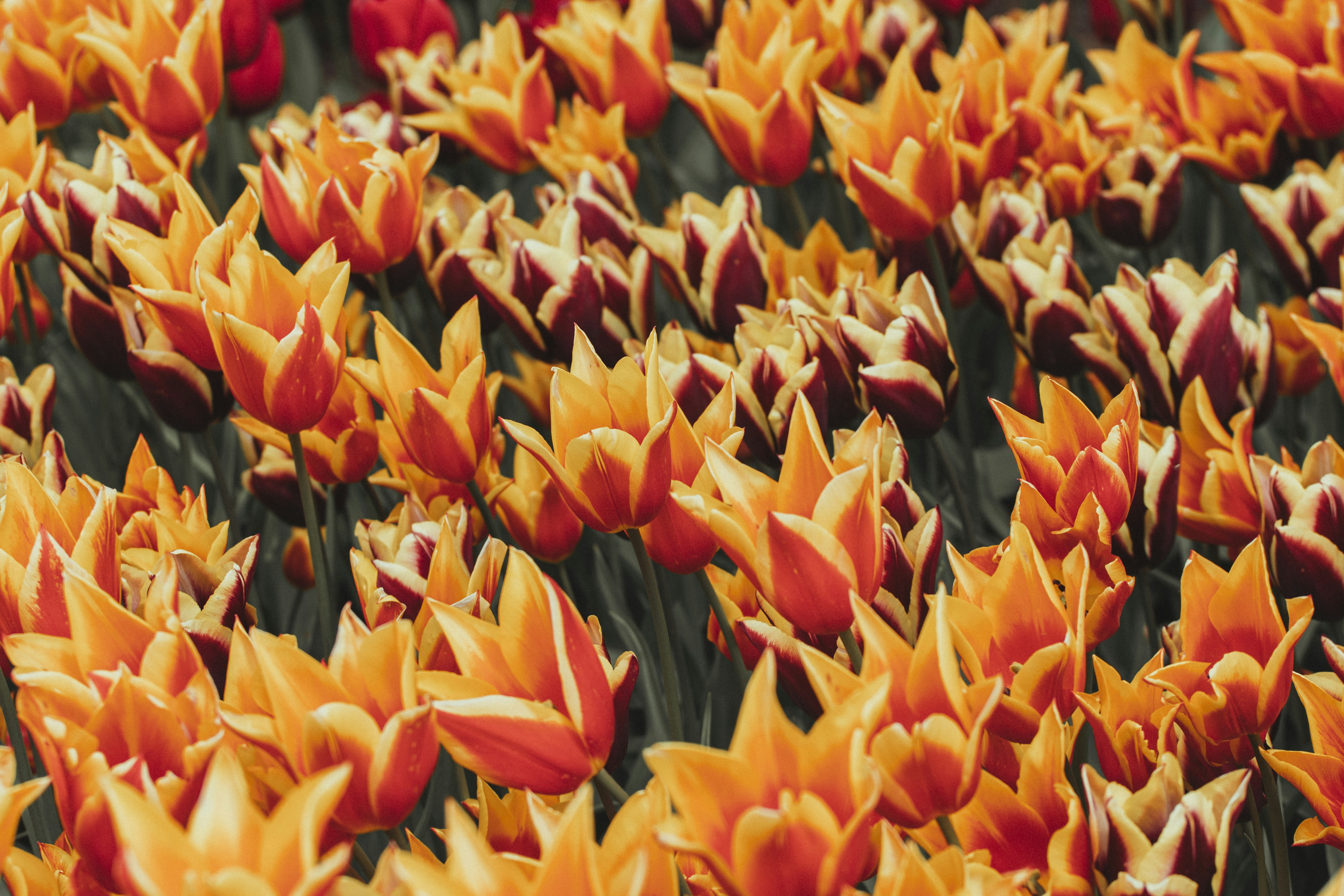 Vibrant orange and red tulips bloom in a lush garden, showcasing their intricate petals and vivid colors. The scene captures the essence of spring's renewal.