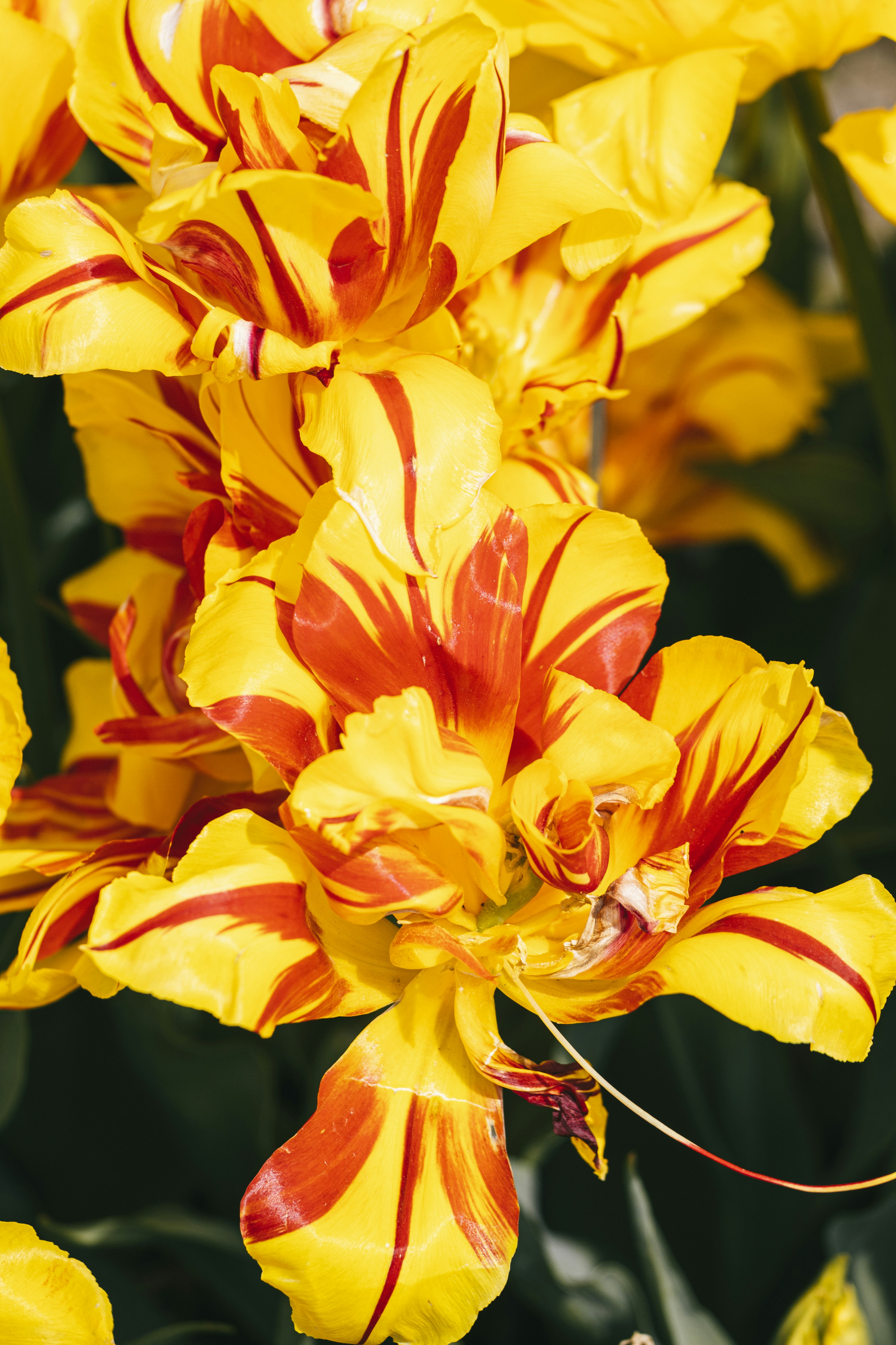 Tulip Firestorm: Striped Petals Ignite a Spring Bloom