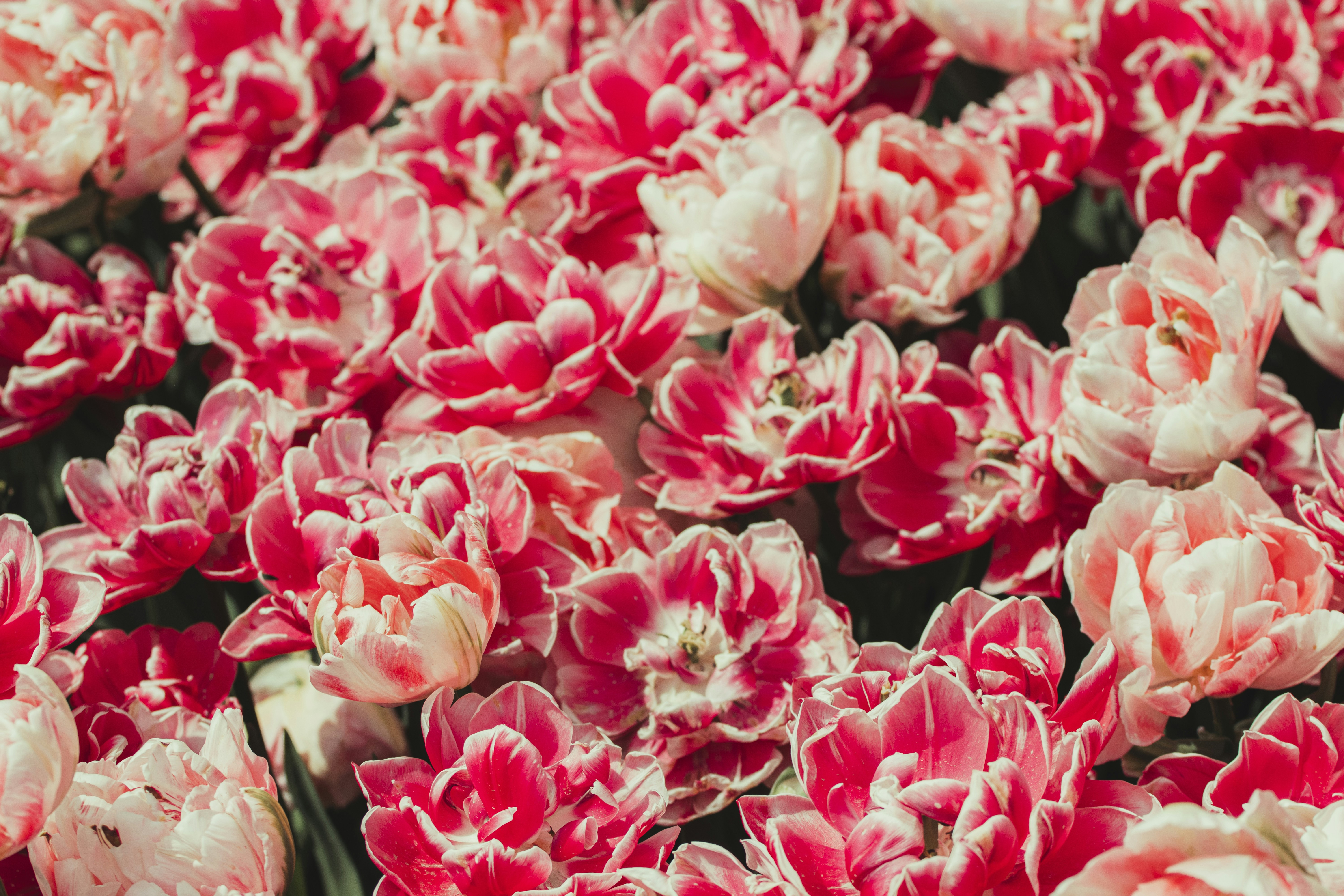 Vibrant pink and white tulips bloom densely, showcasing their intricate layers and textures.