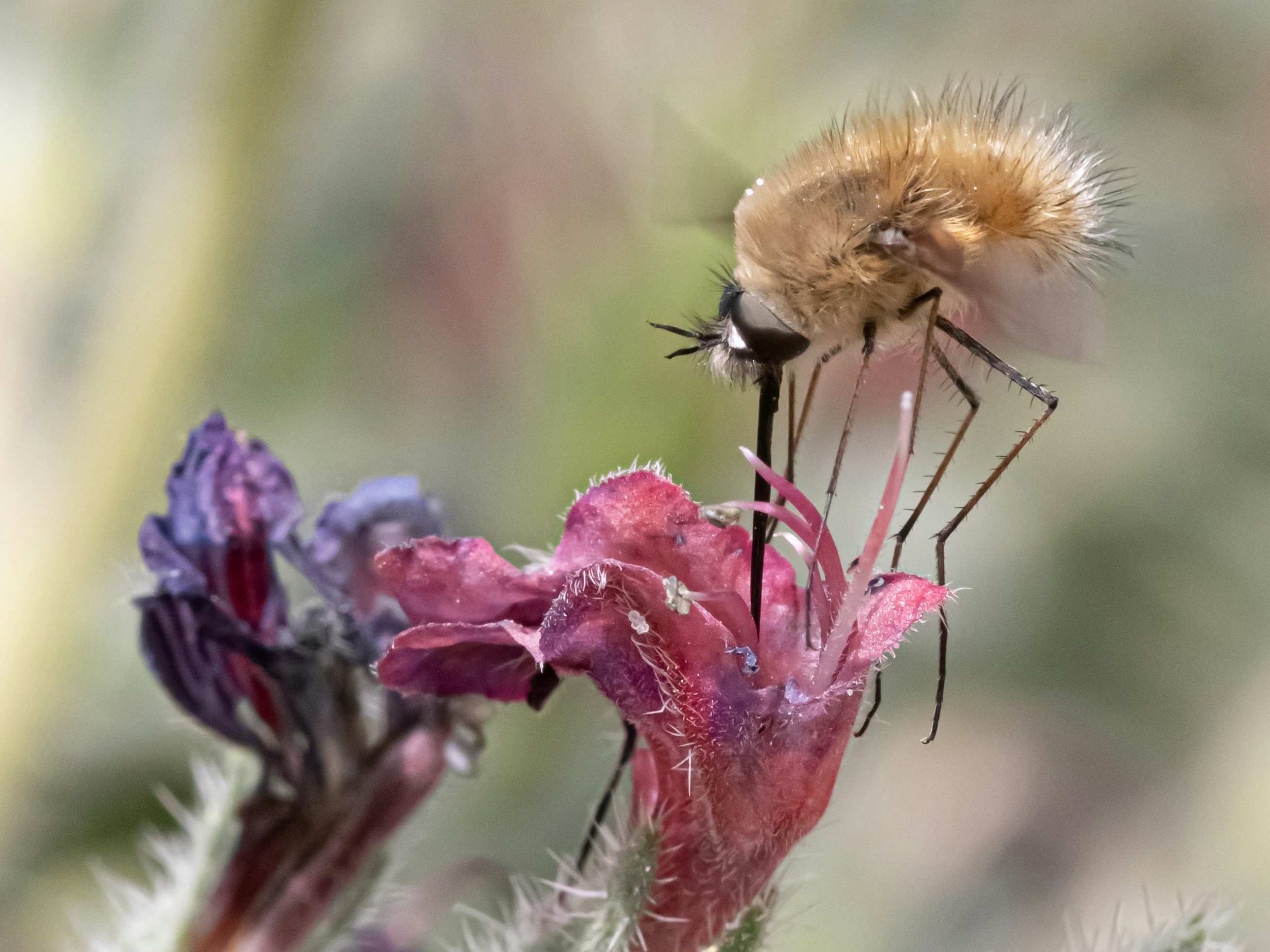 Velvet Bloom, Fuzzy Visitor: A Micro Portrait of Pollination