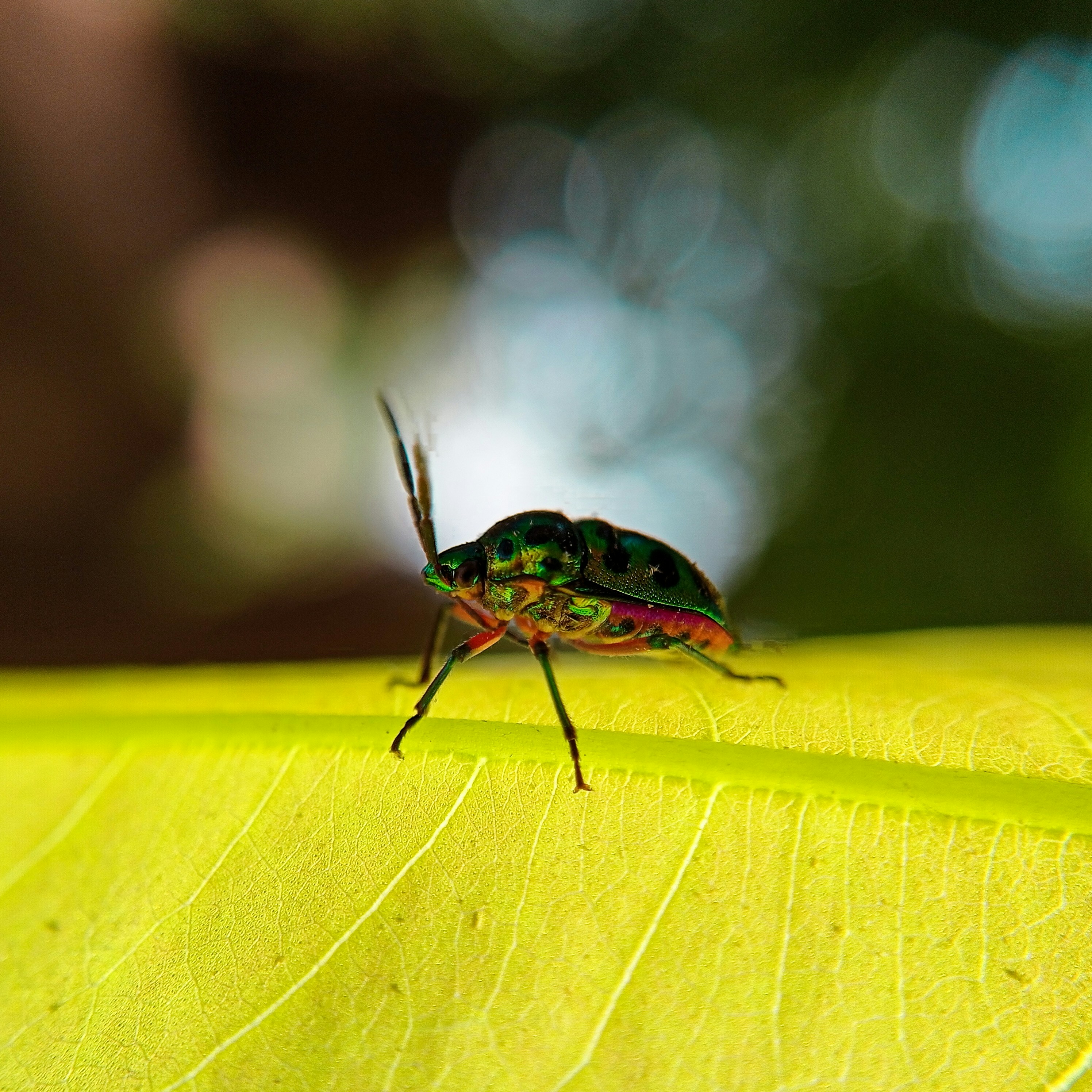 A close up of a bug photo – Free Siwan Image on Unsplash