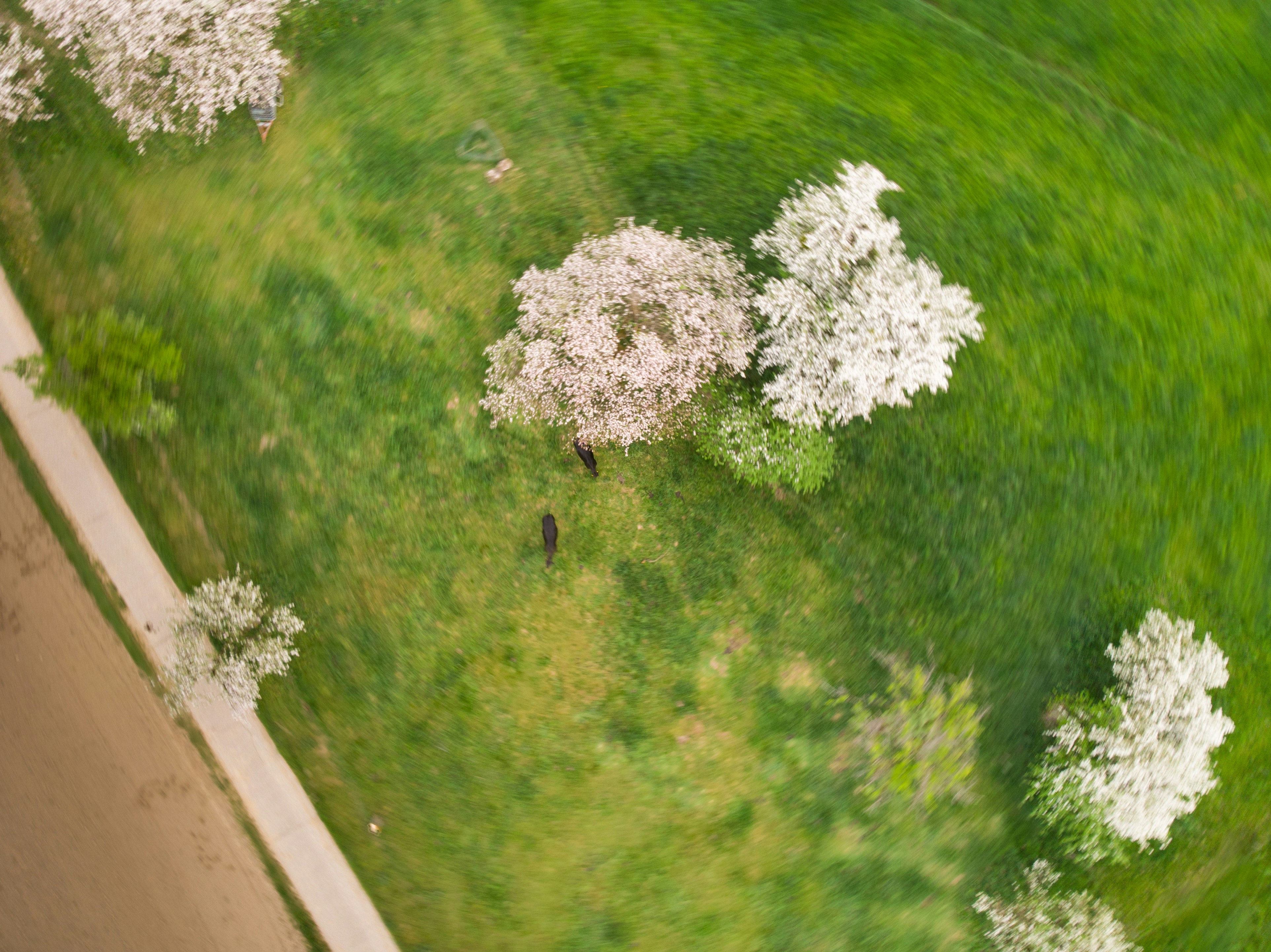 Blooming Canopy Framing a Circular Green Expanse