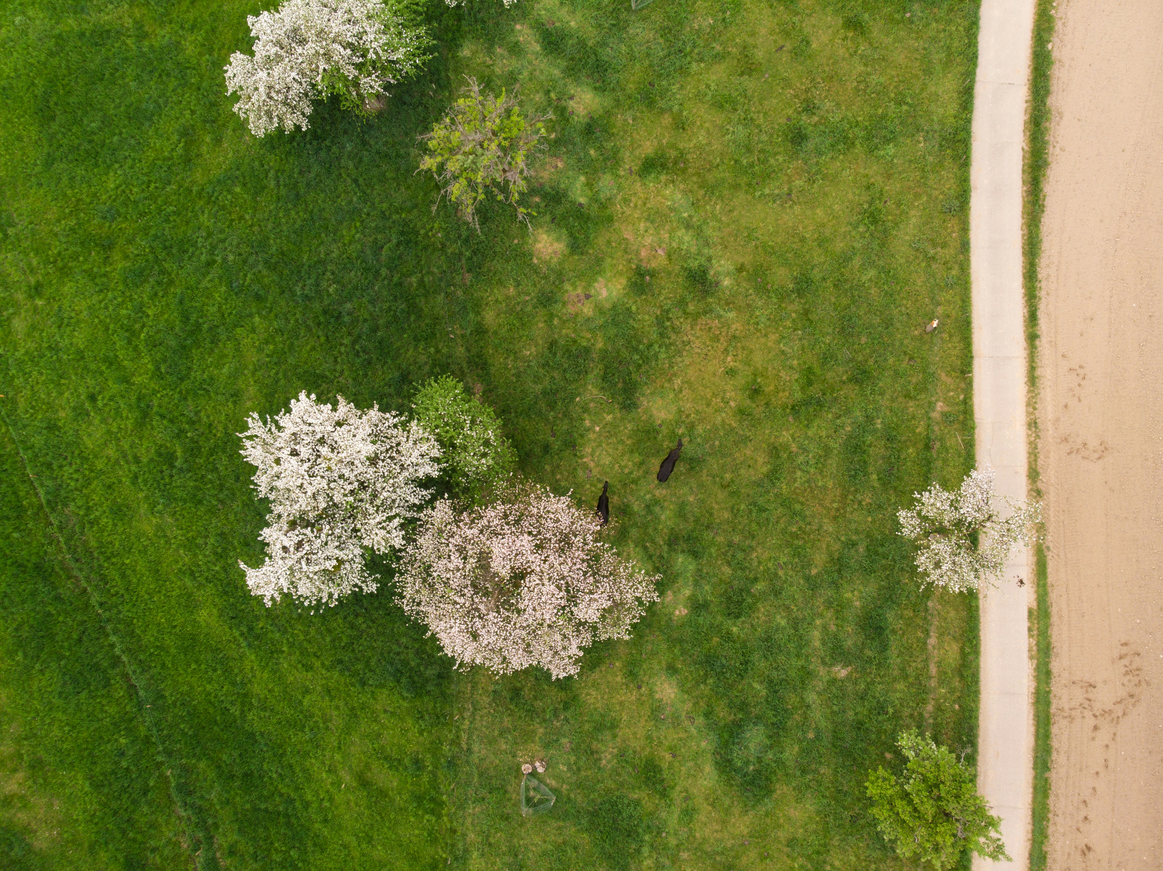 Blossom Canopy over Quiet Park: An Aerial Study