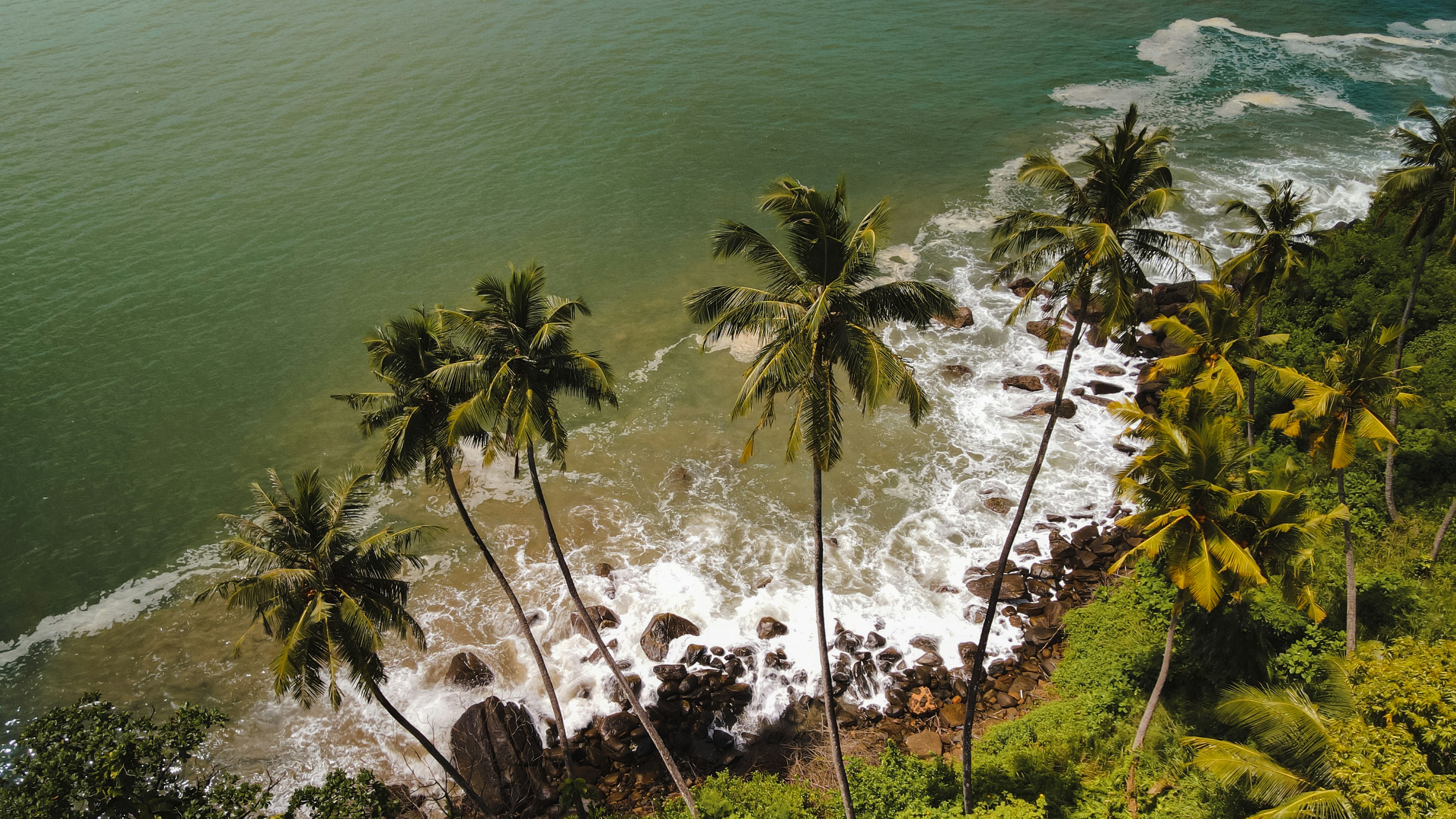 Aerial view of palm trees lining a rugged coastline with waves crashing onto the shore.
