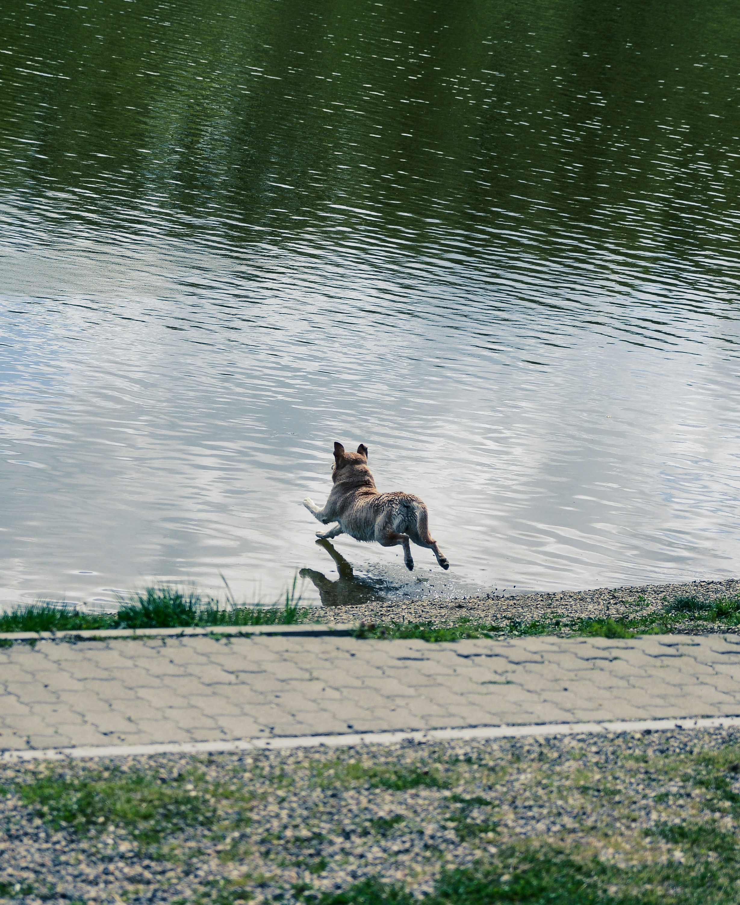 A dog joyfully leaps into a tranquil pond, creating ripples in the water. The scene captures the essence of playful spontaneity.