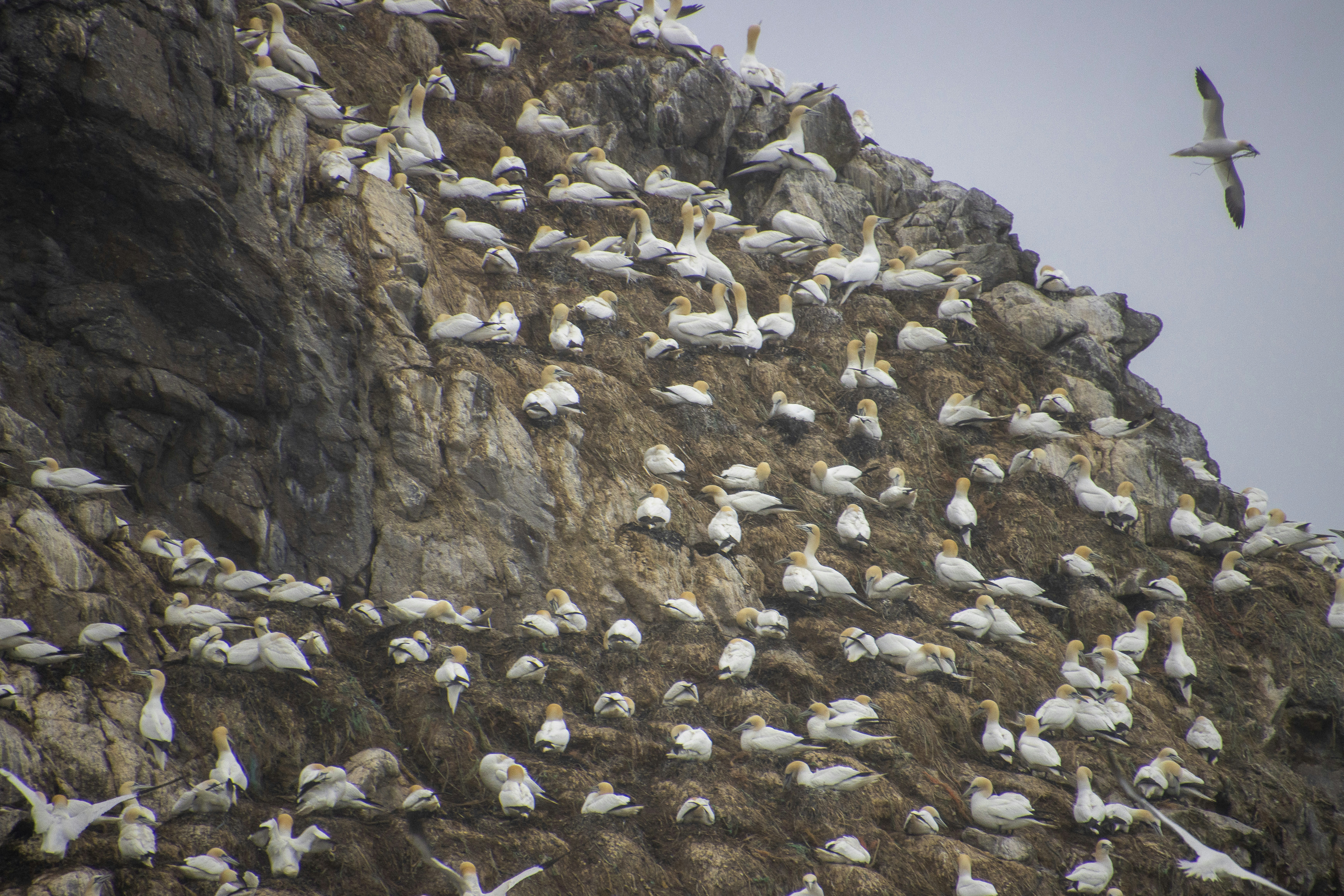Gull Colonnade on a Weathered Cliff in Pale Light