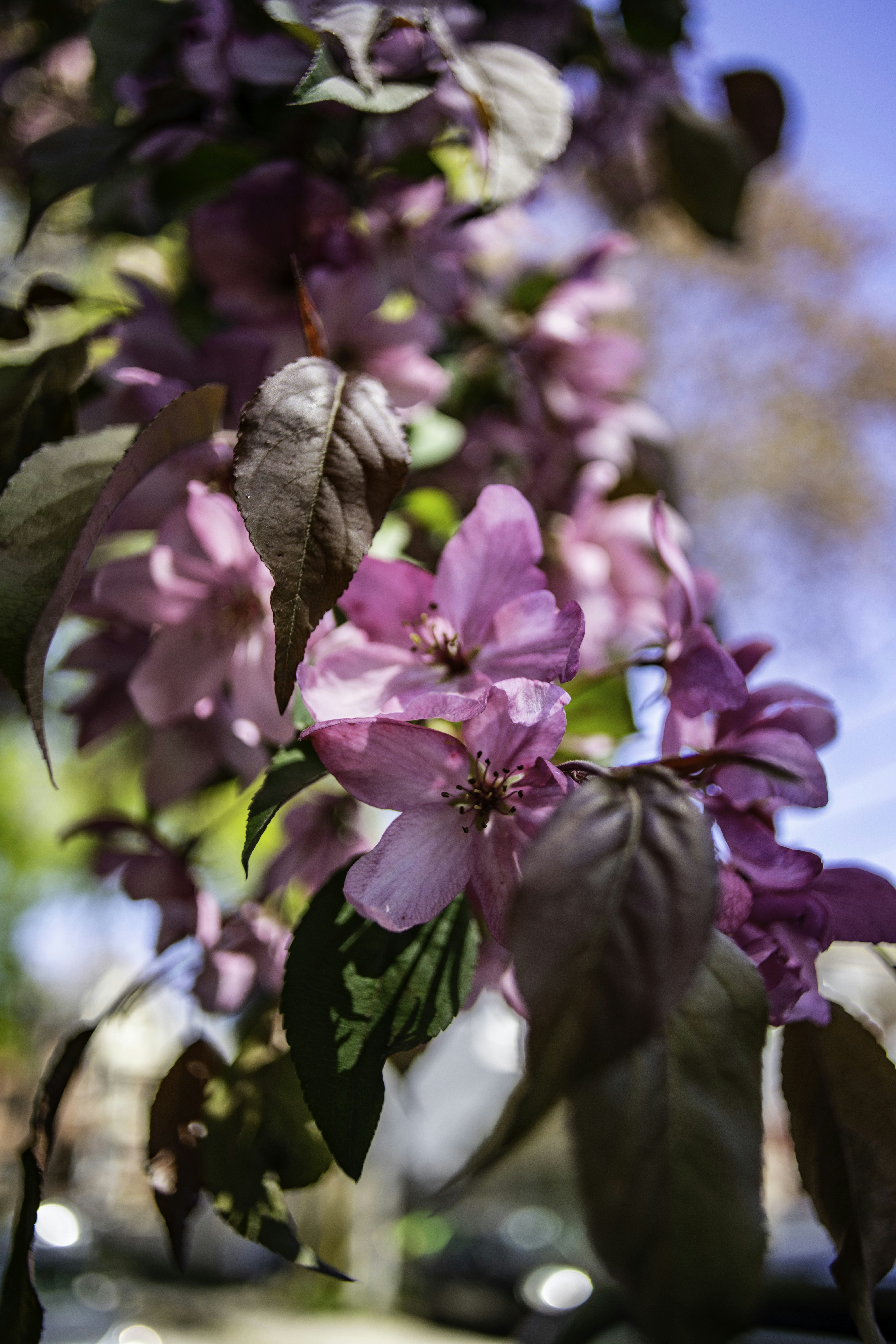 Pink Petal Portrait in Spring Light