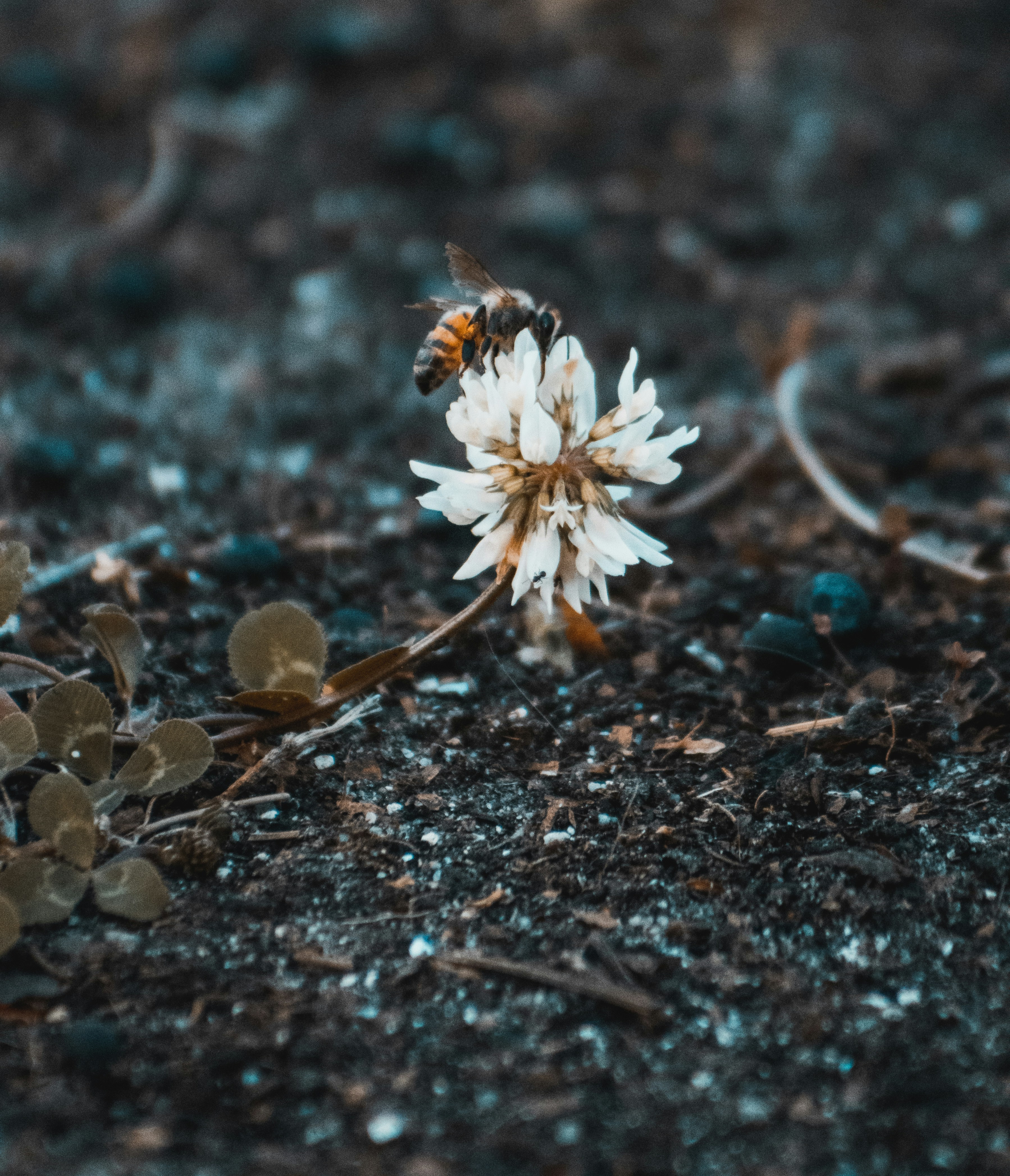 Pollinator's Pause: White Bloom on a Dark Soil Stage