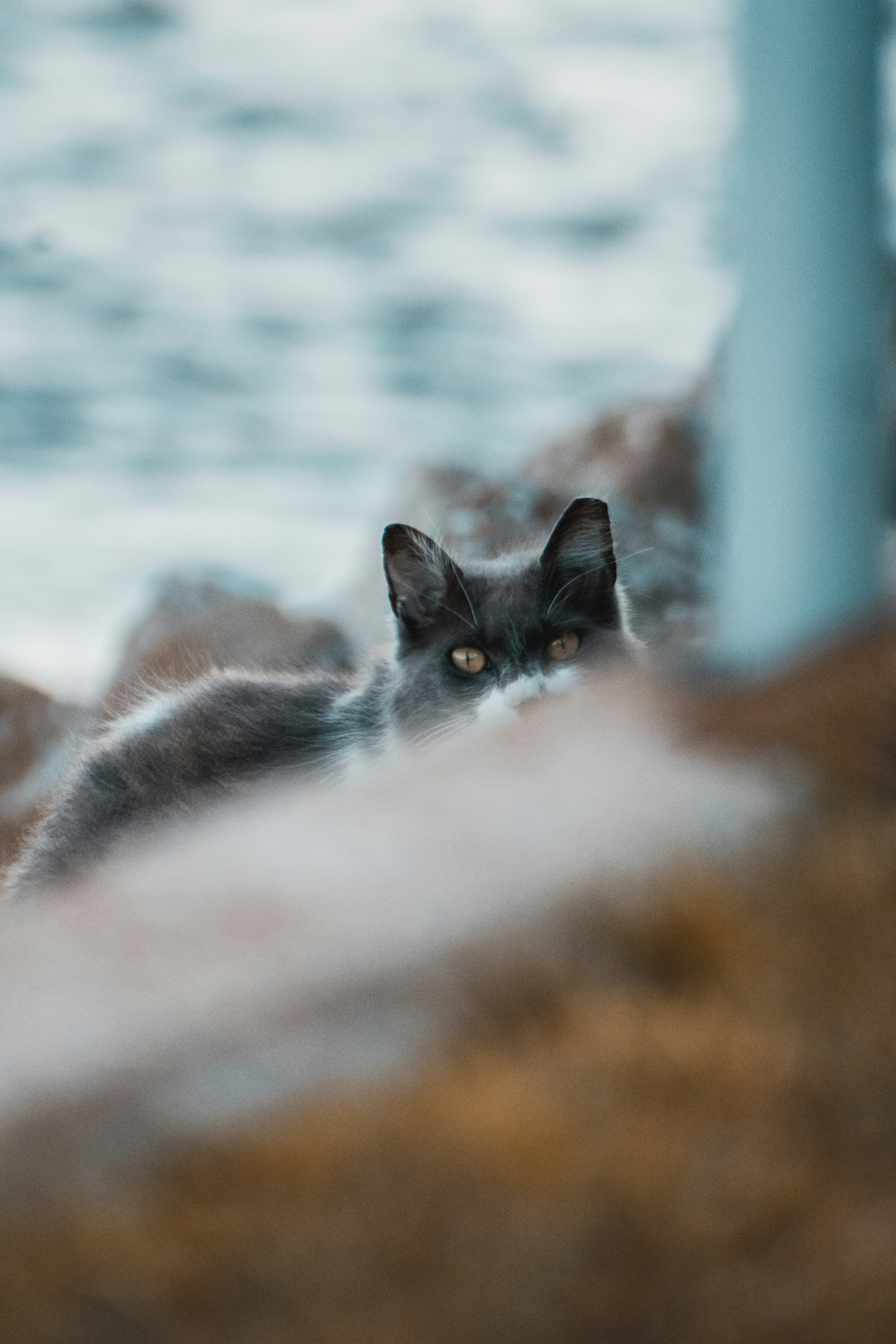 Gaze Through the Tide: A Coastal Cat Peeks Over Sea-Washed Rocks