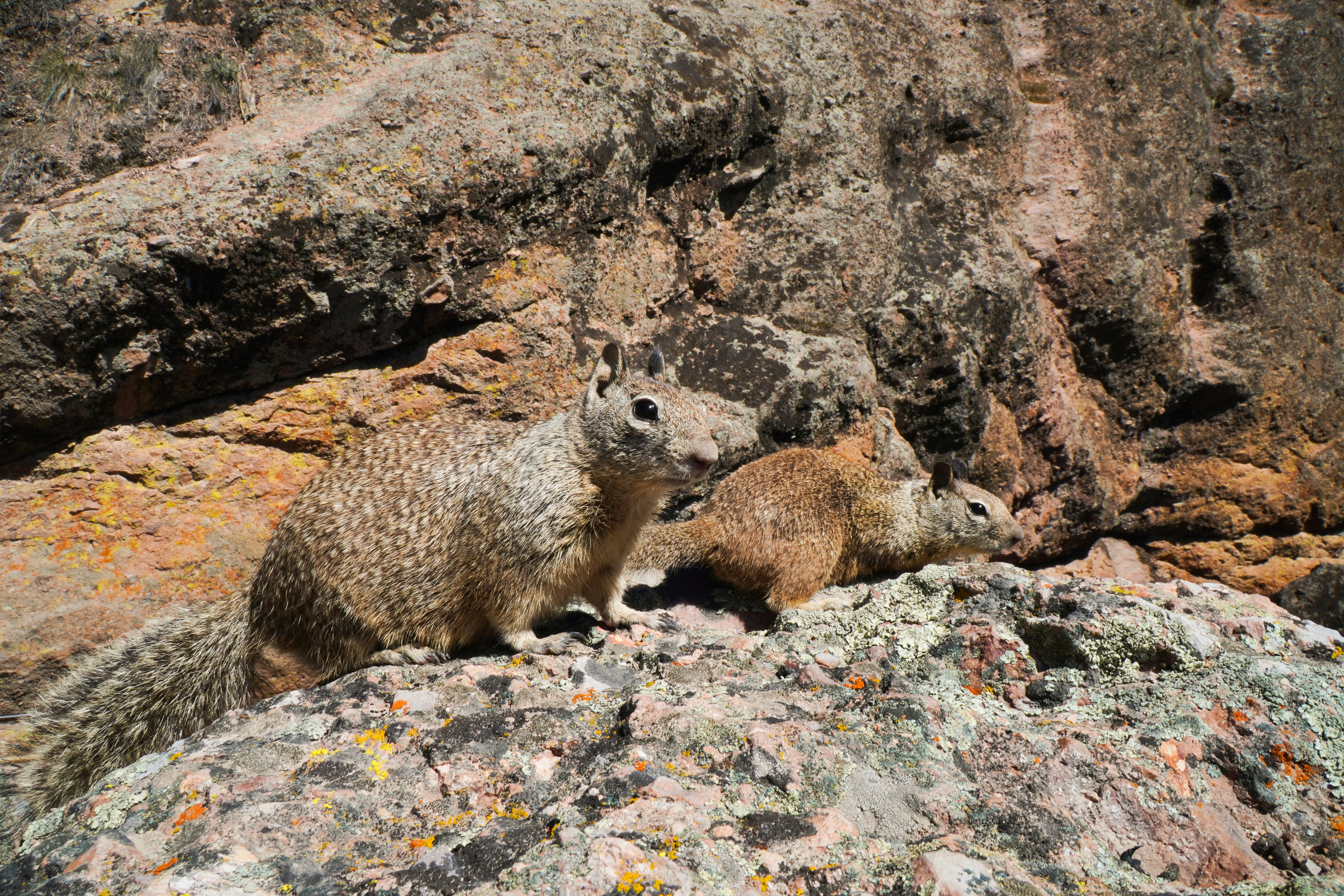 Two Squirrels Among Weathered Granite