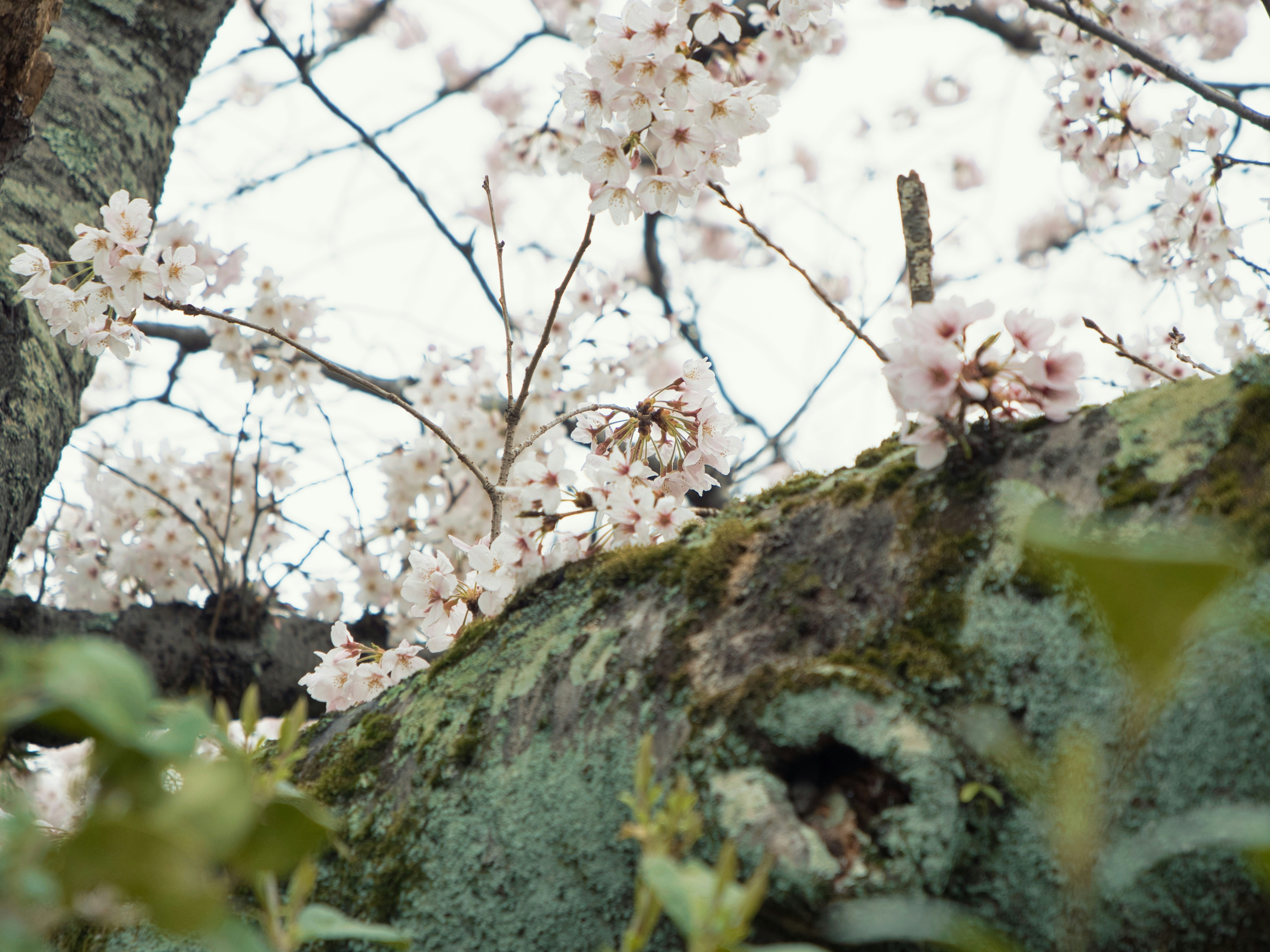 a tree with white flowers