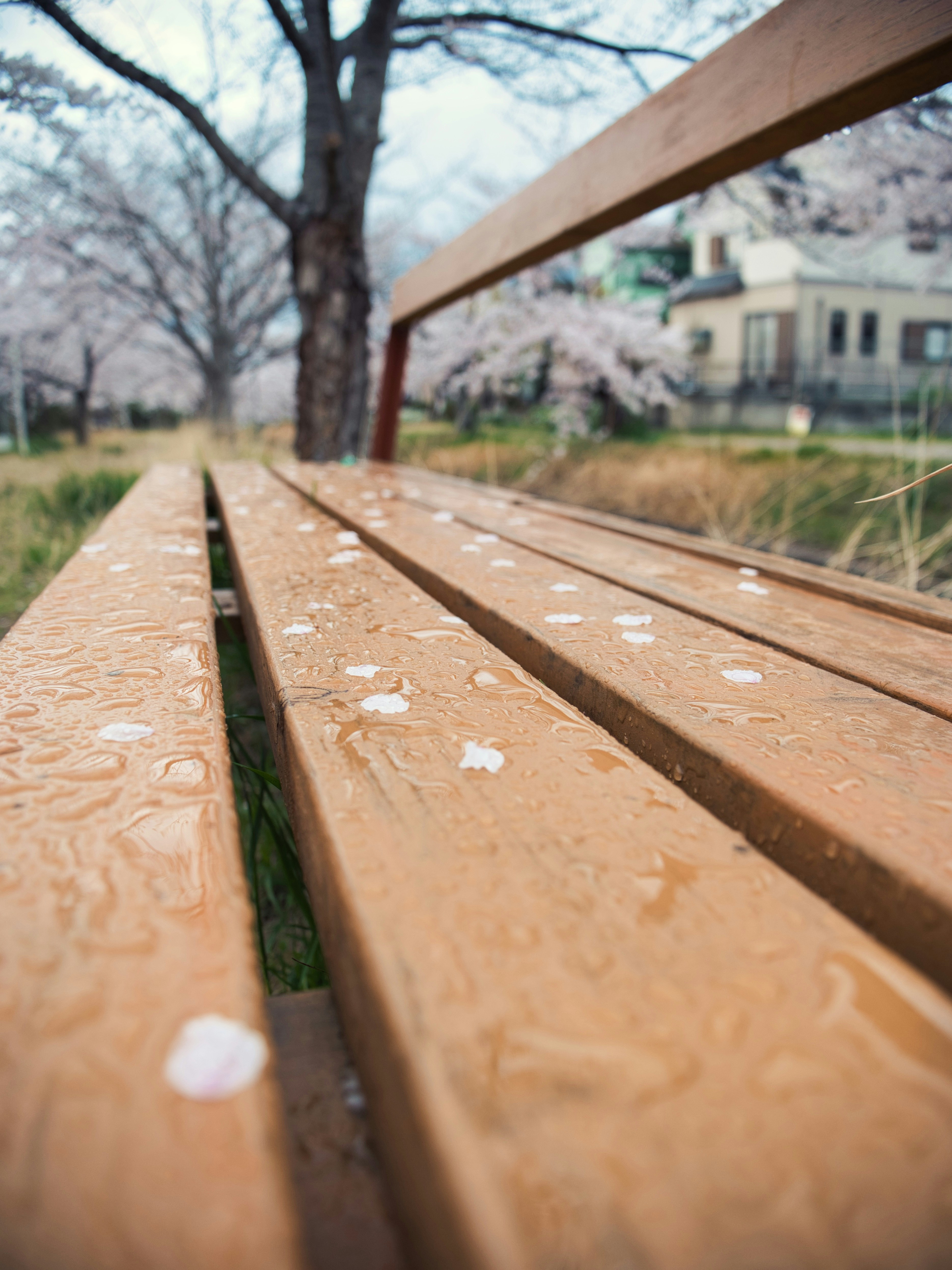Amber Slats in Bloom: A Quiet Park Bench Close-Up