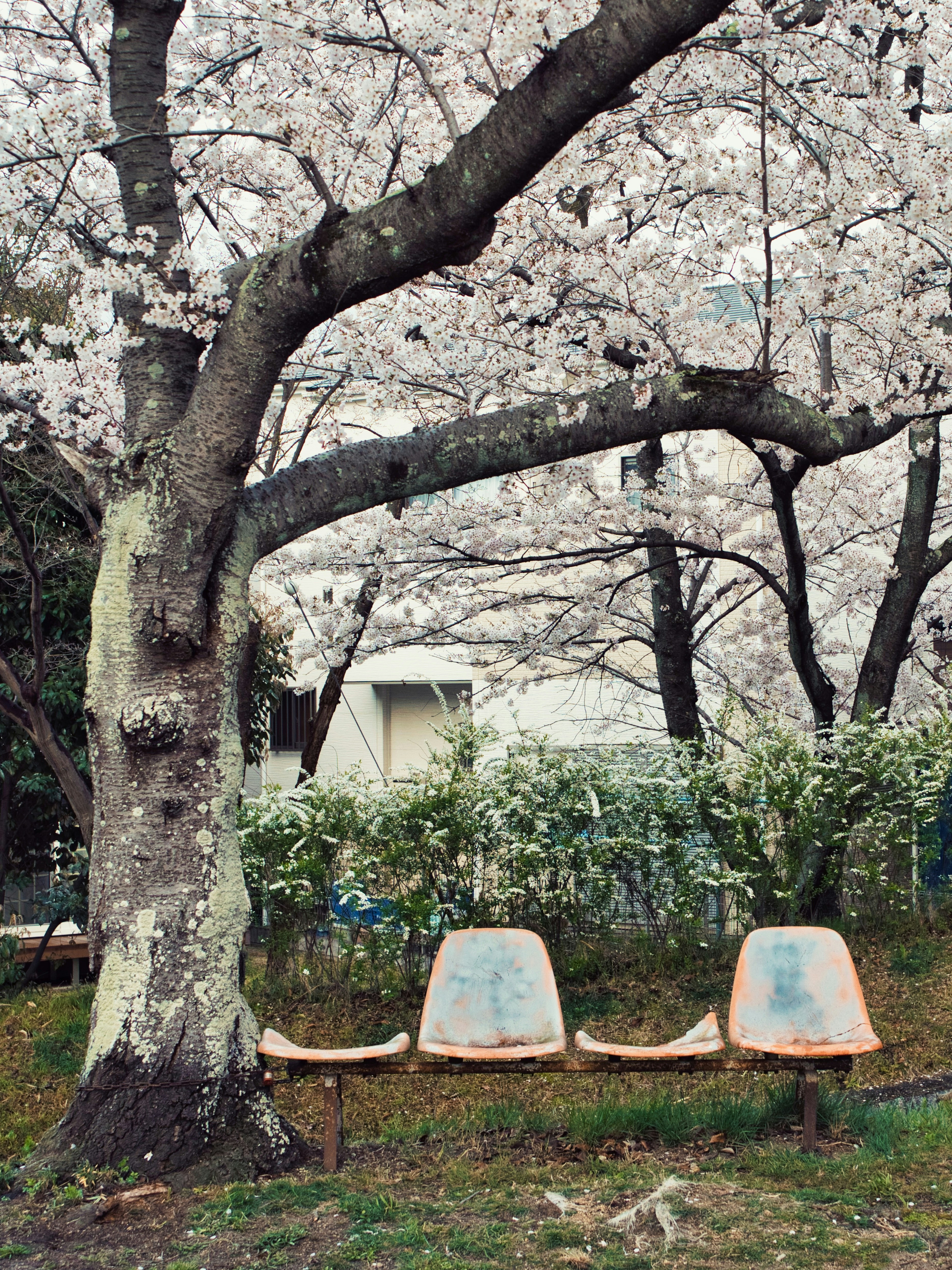 Three Seats Beneath a Blossoming Cherry, in Quiet Park Light