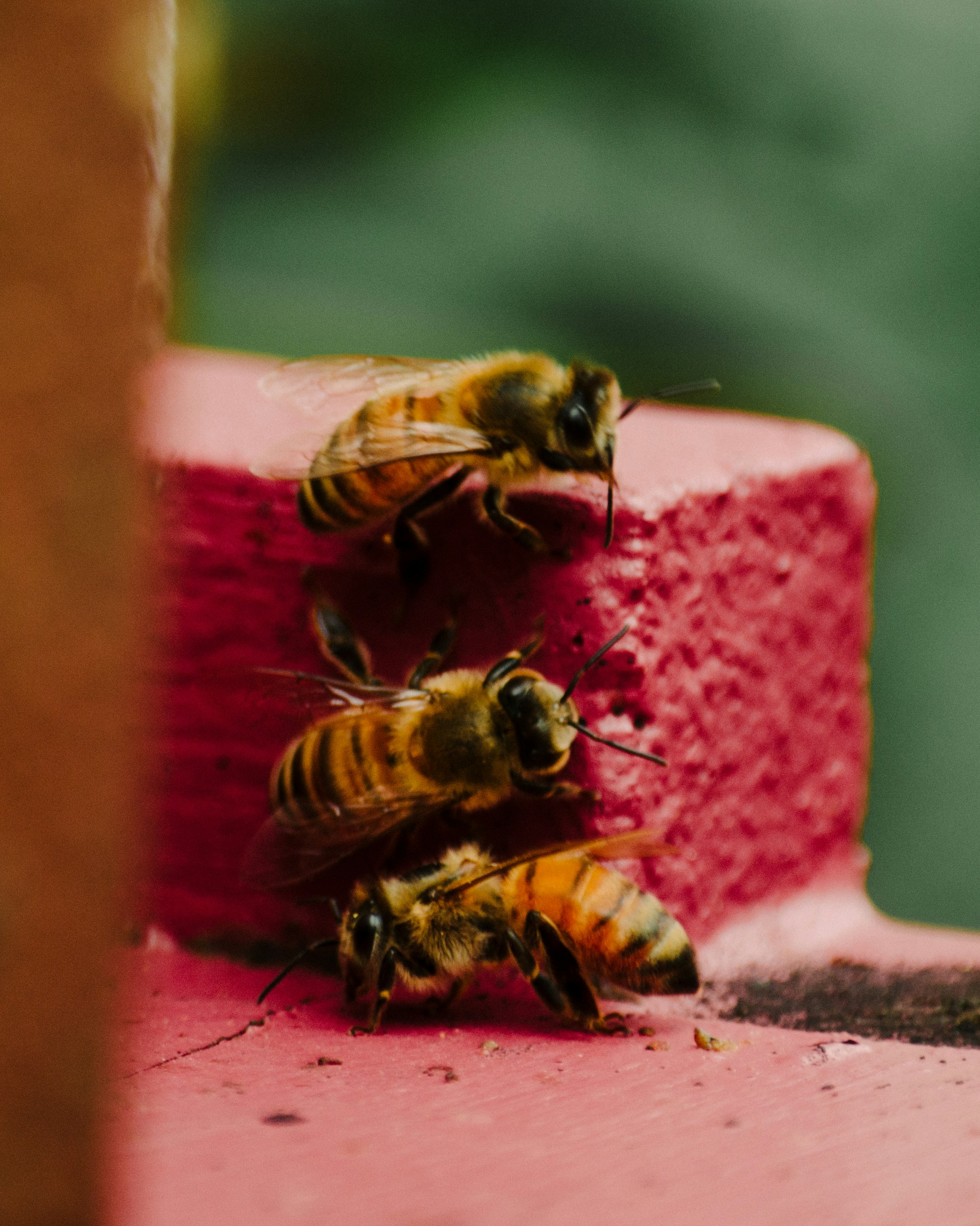 Amber Buzz on a Magenta Step: Macro Hive Moment