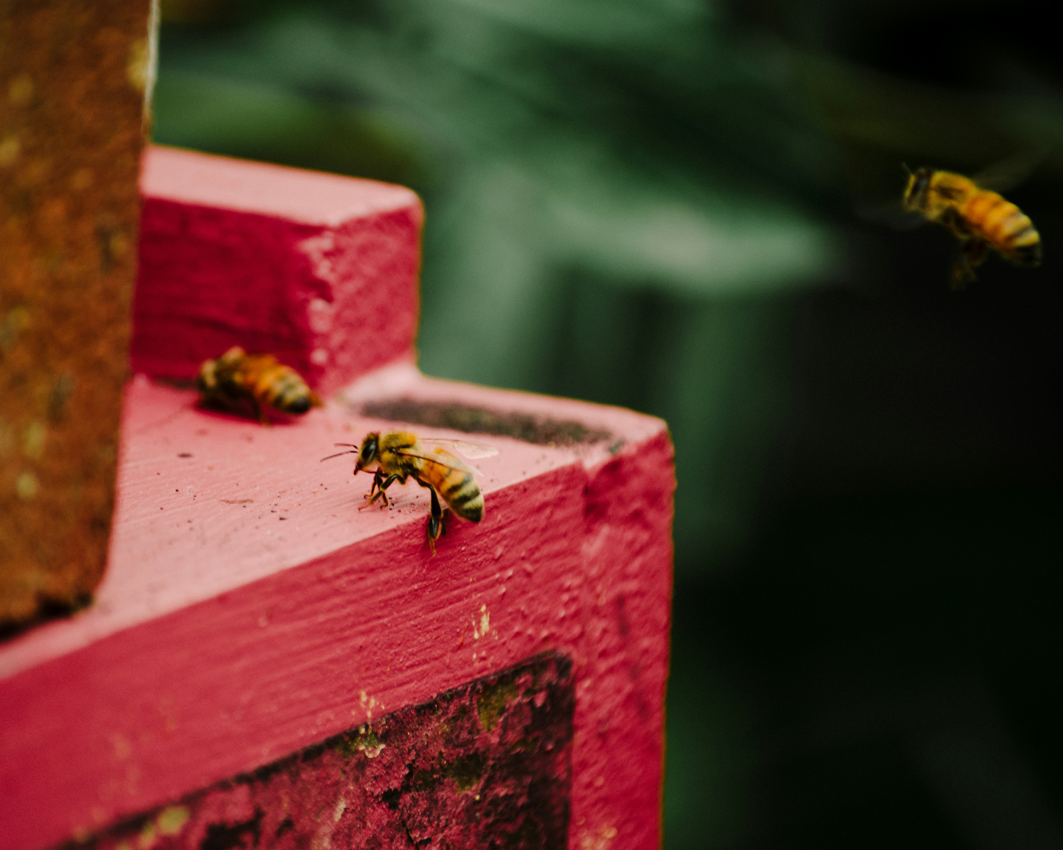 Buzz on a Pink Post: Close-Up of Busy Bees