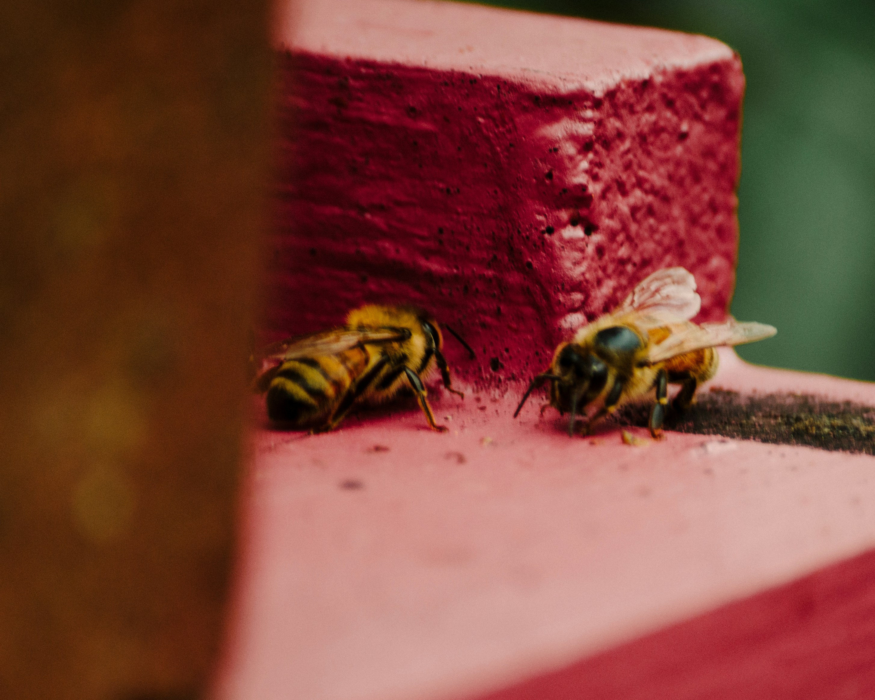 Bees on a Crimson Canvas