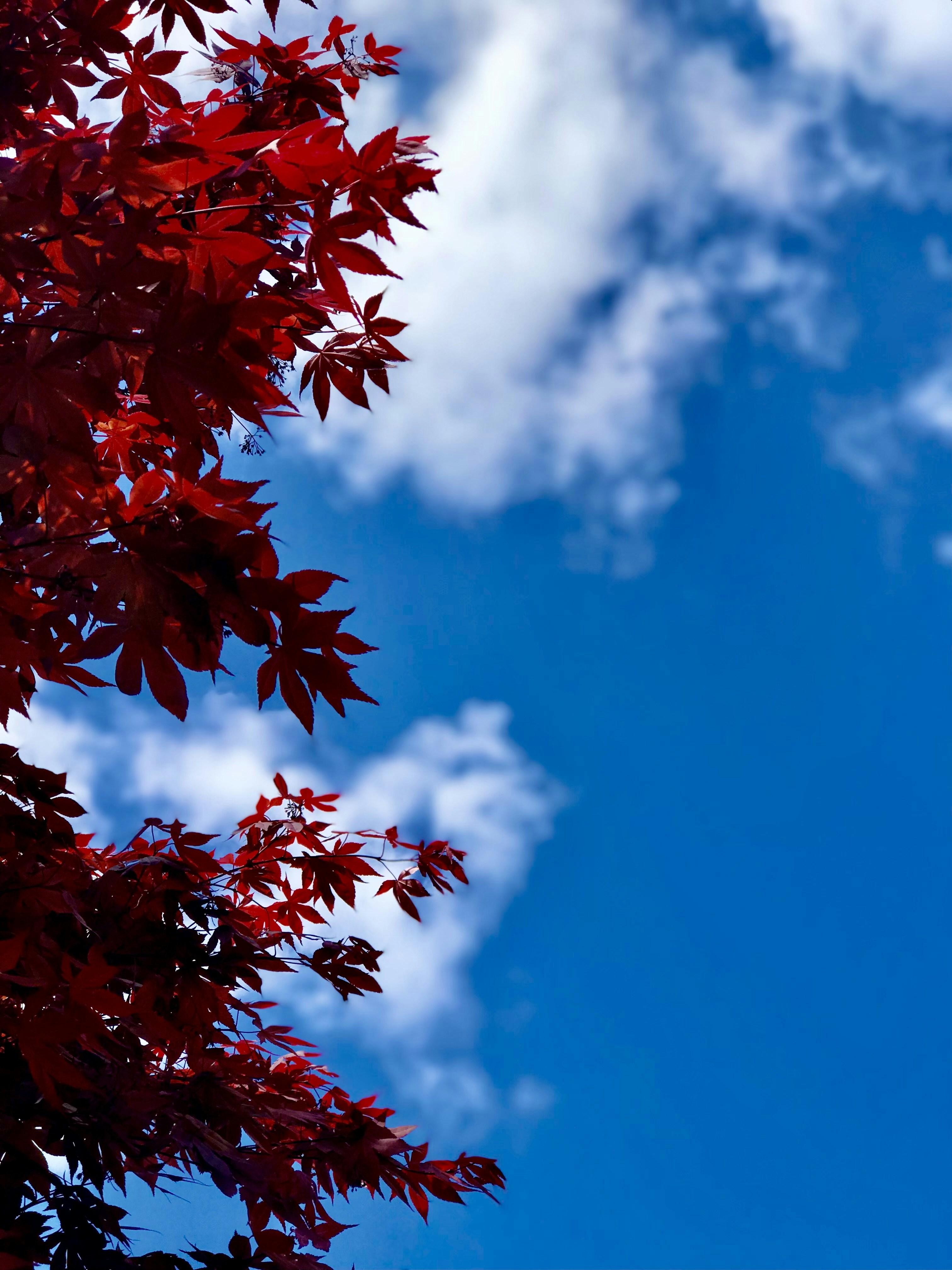 Un arbre aux feuilles rouges photo – Photo Bleu Gratuite sur Unsplash