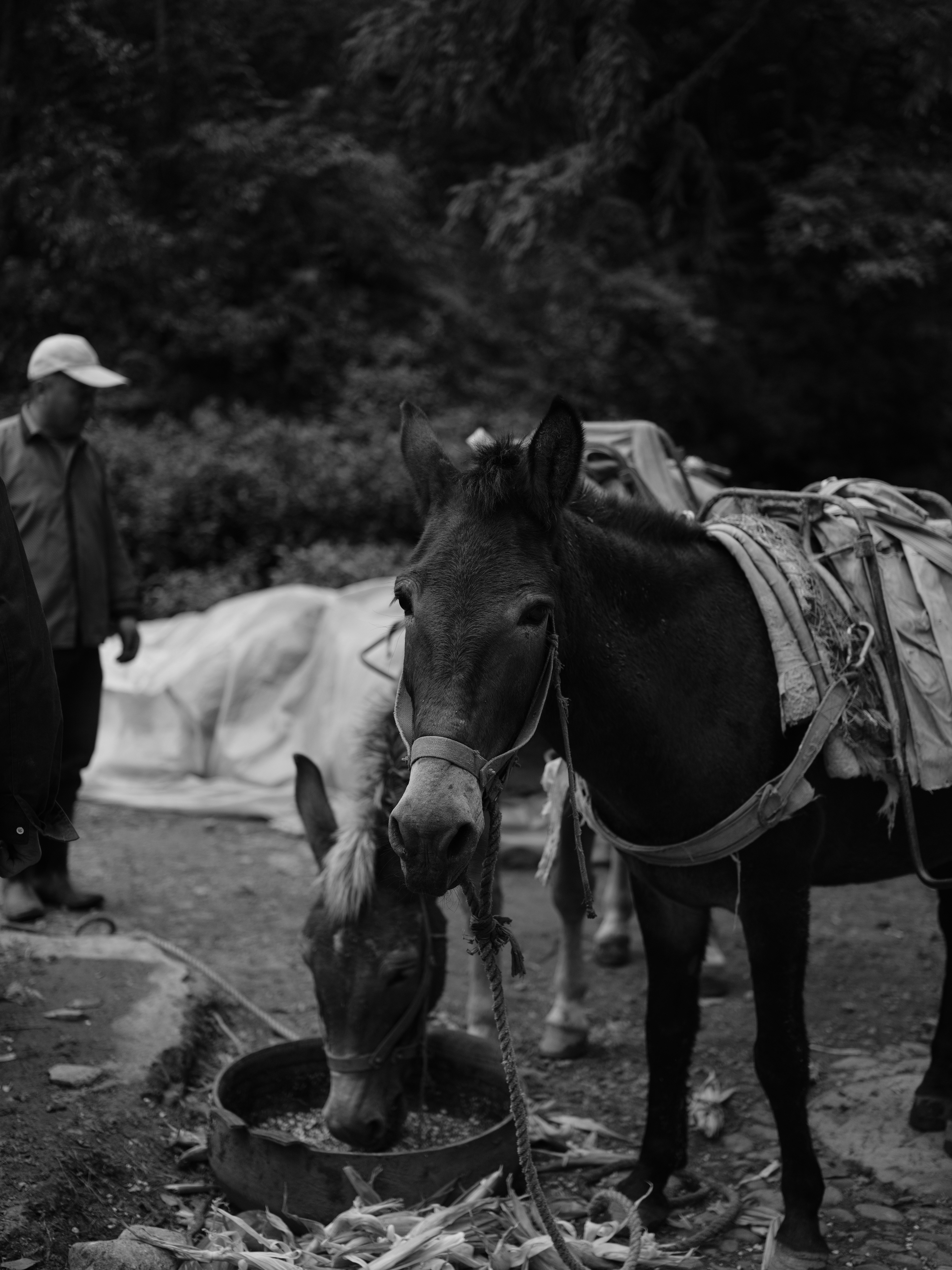 Trough Moment: A Black Horse in Quiet Monochrome