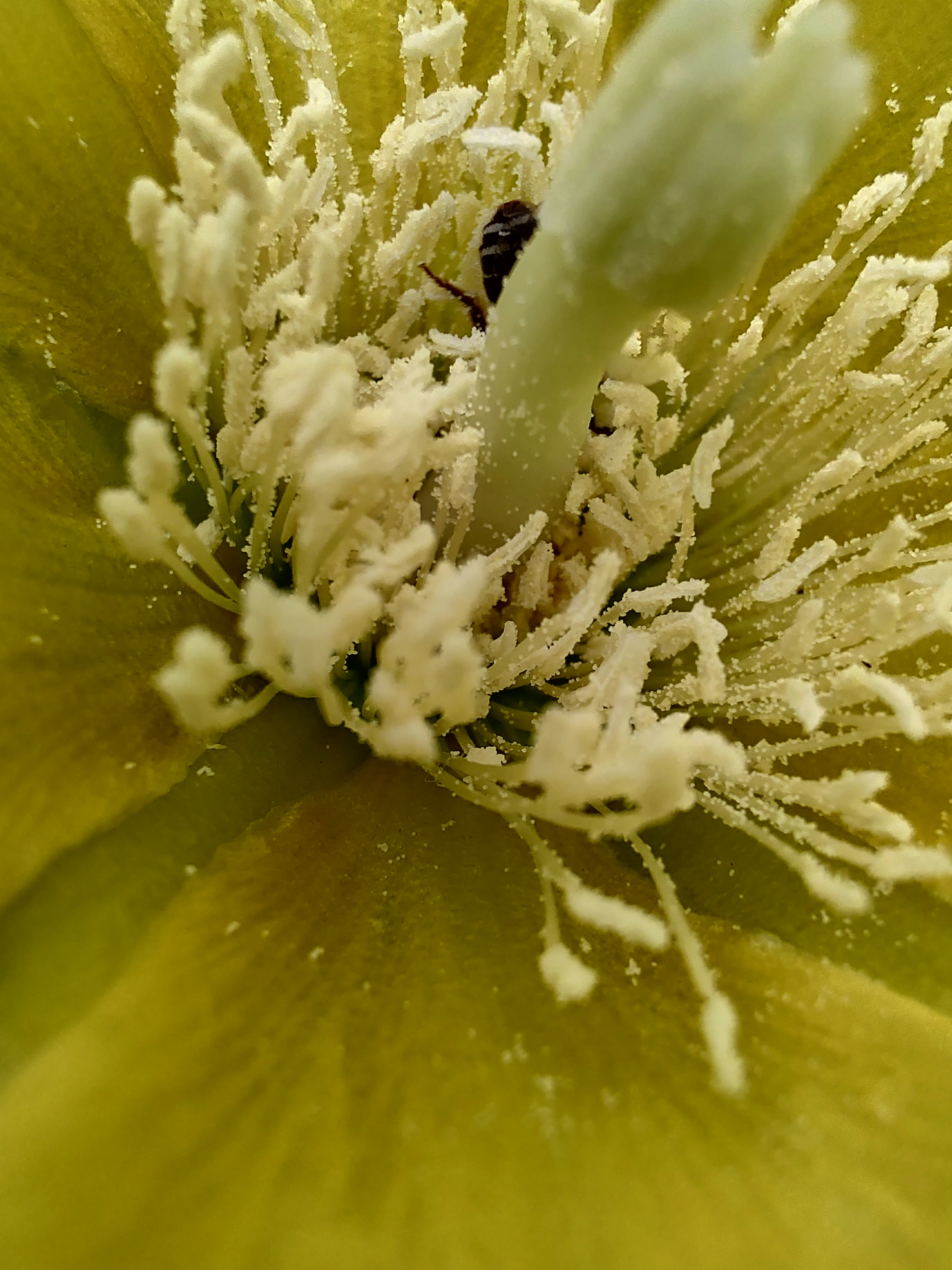 Close-up of a flower's reproductive structures, showcasing delicate stamens and a central pistil surrounded by pollen. A tiny insect is also present among the details.