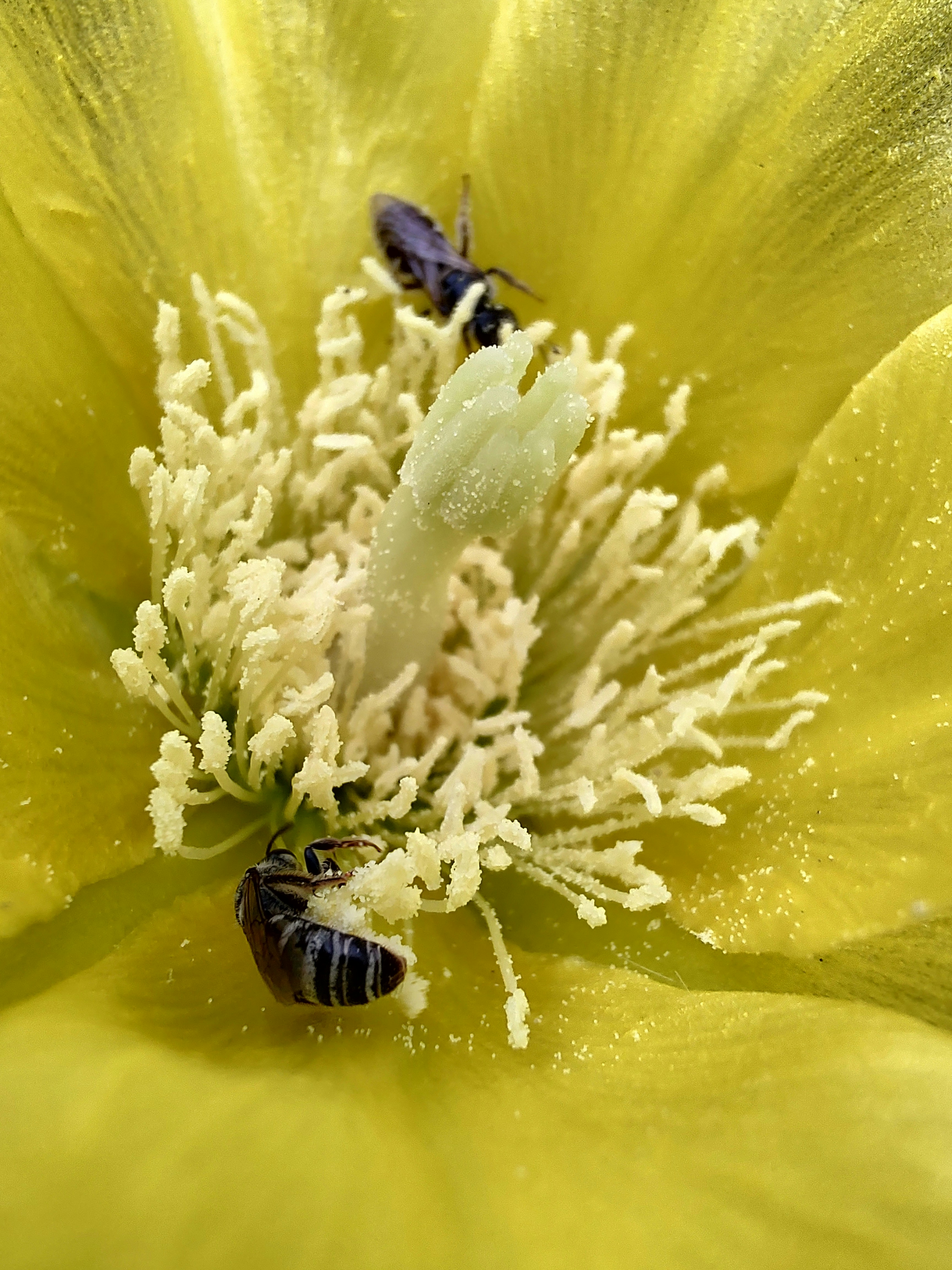 Close-up of bees gathering pollen from the intricate center of a vibrant yellow flower. The delicate details of the flower's reproductive structures are highlighted.