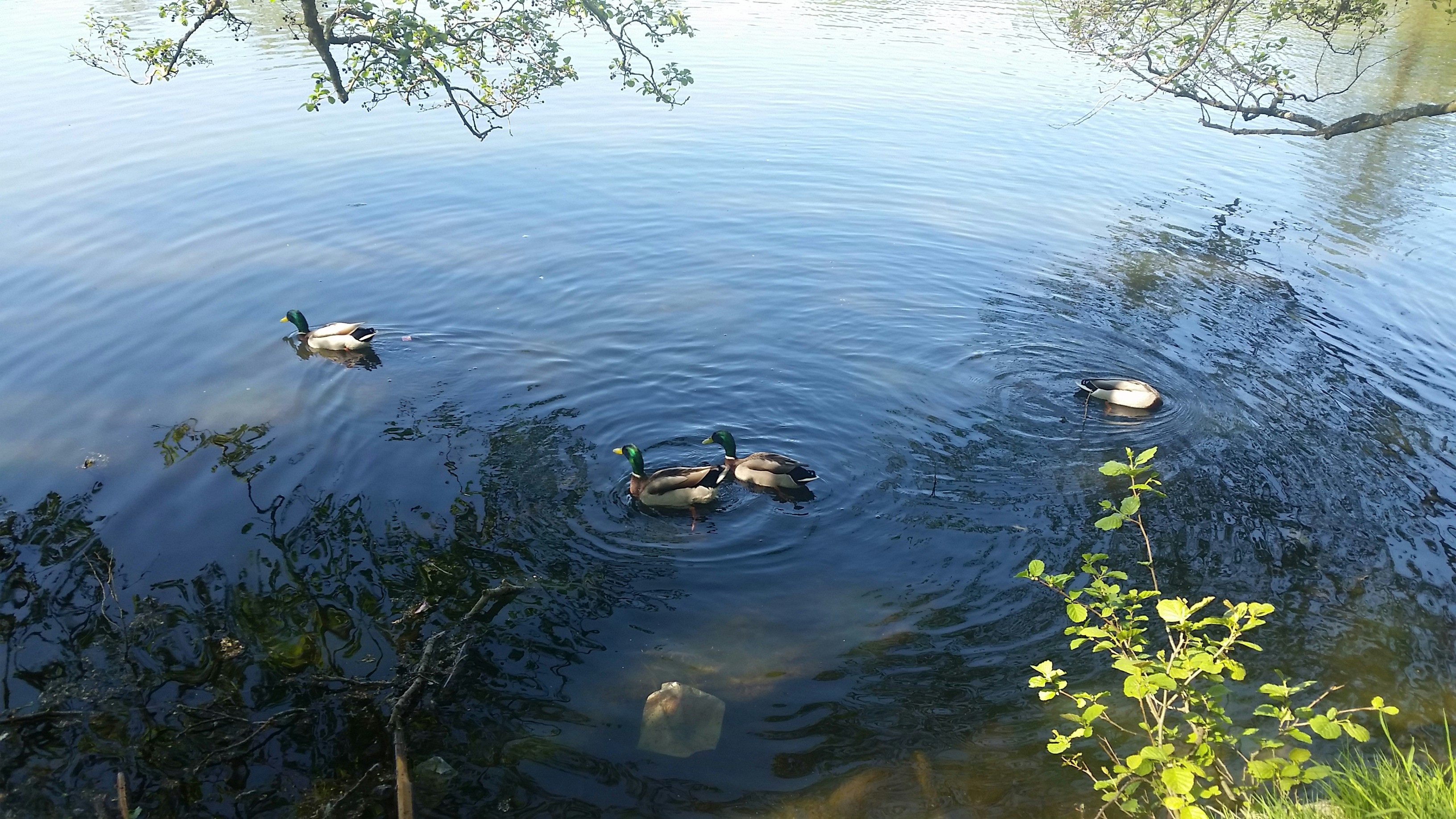 Ducks on a Quiet Lake: Ripples and Reflections