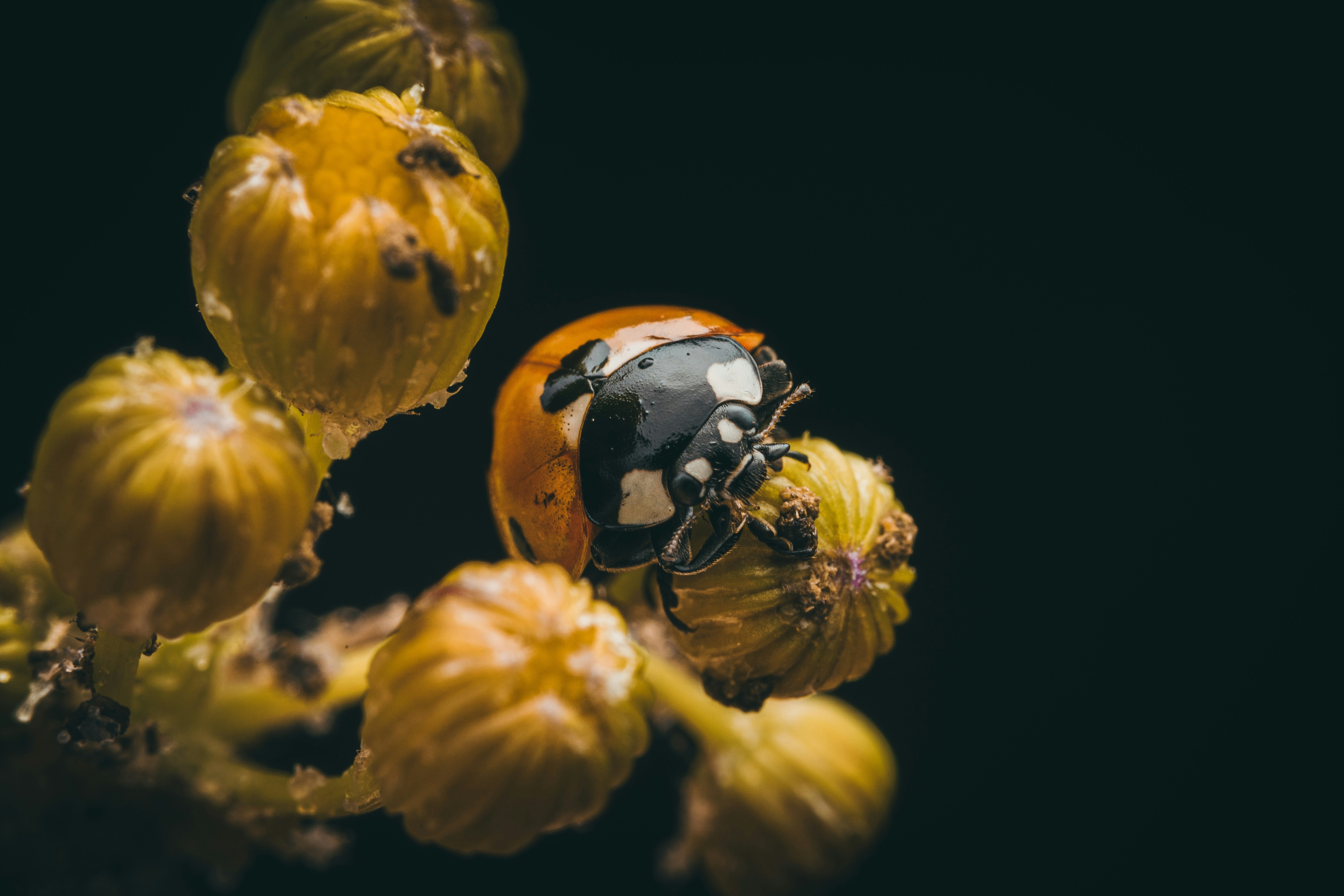 Moody Macro: Ladybug on Golden Buds in Shadow