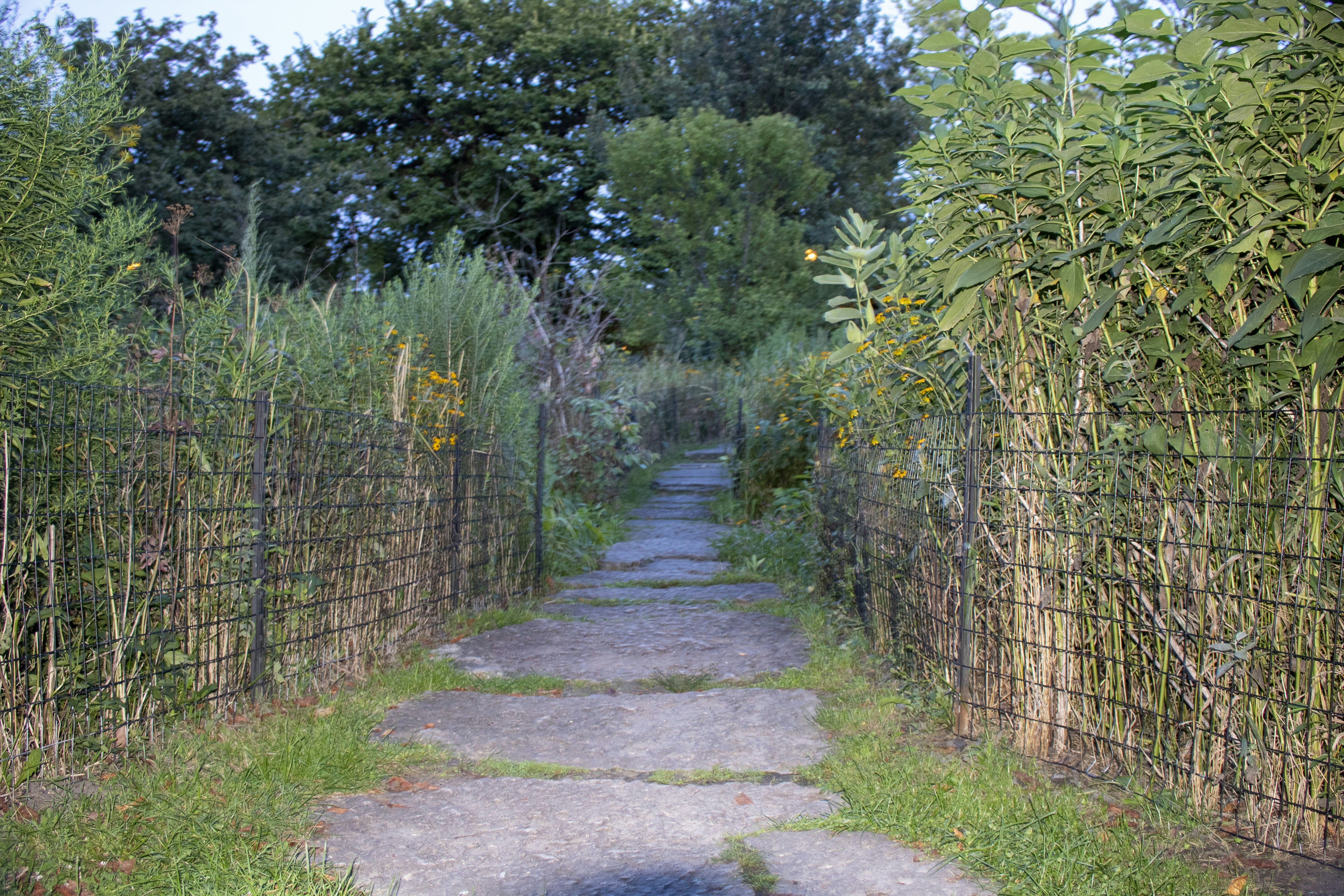 a path through a fenced area