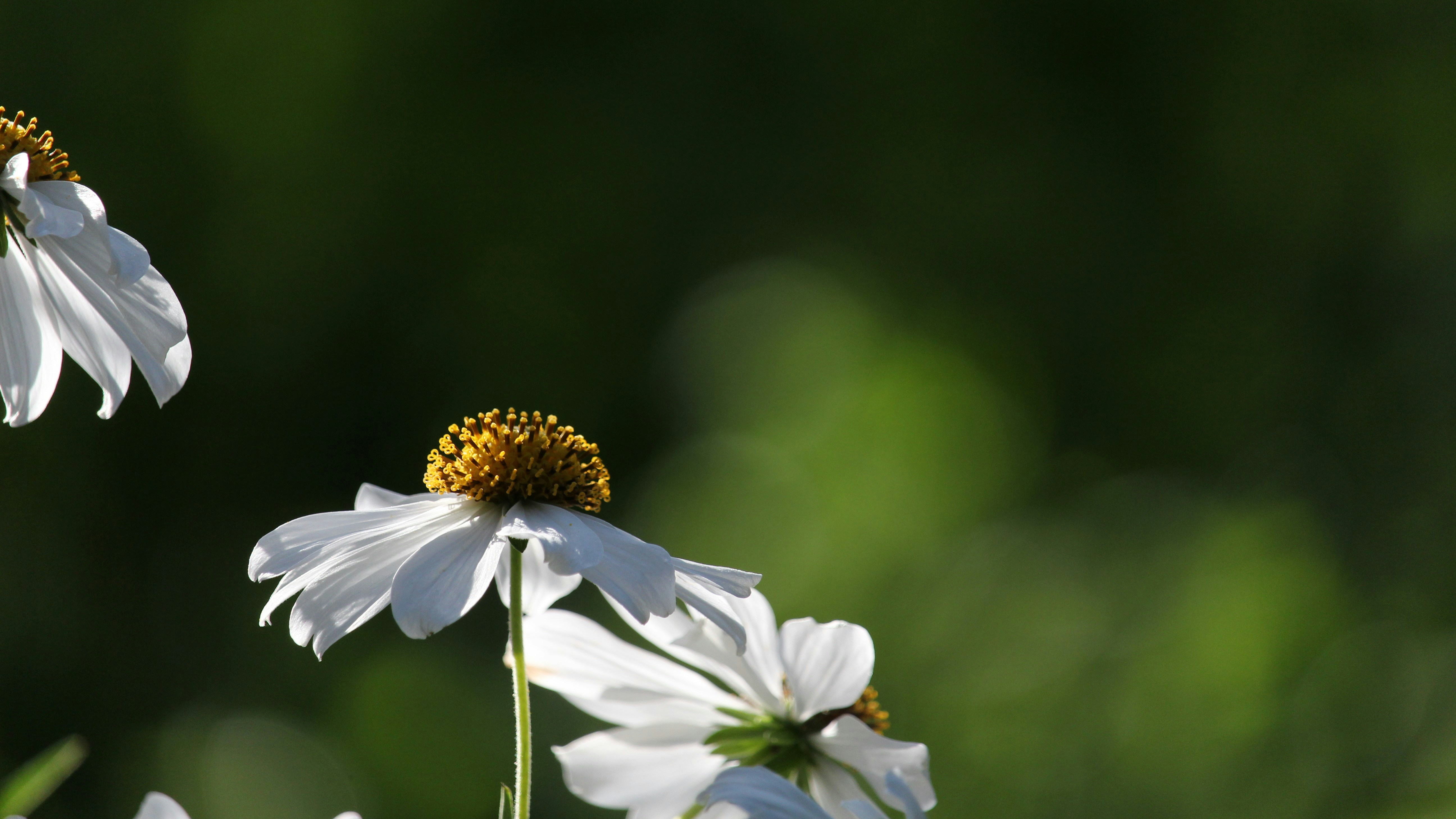 Petals in Focus: Close-Up of White Daisies with Sunlit Bokeh