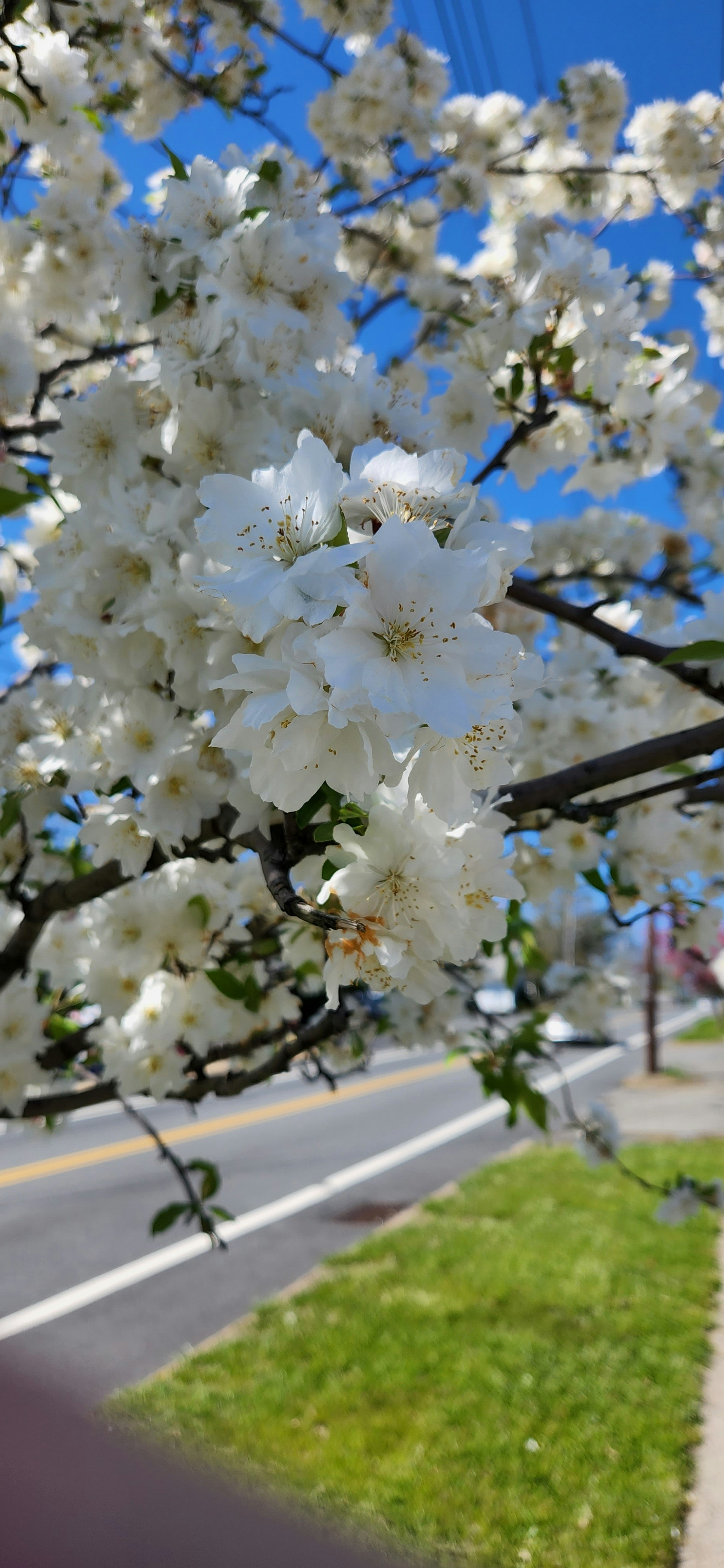 a tree with white flowers