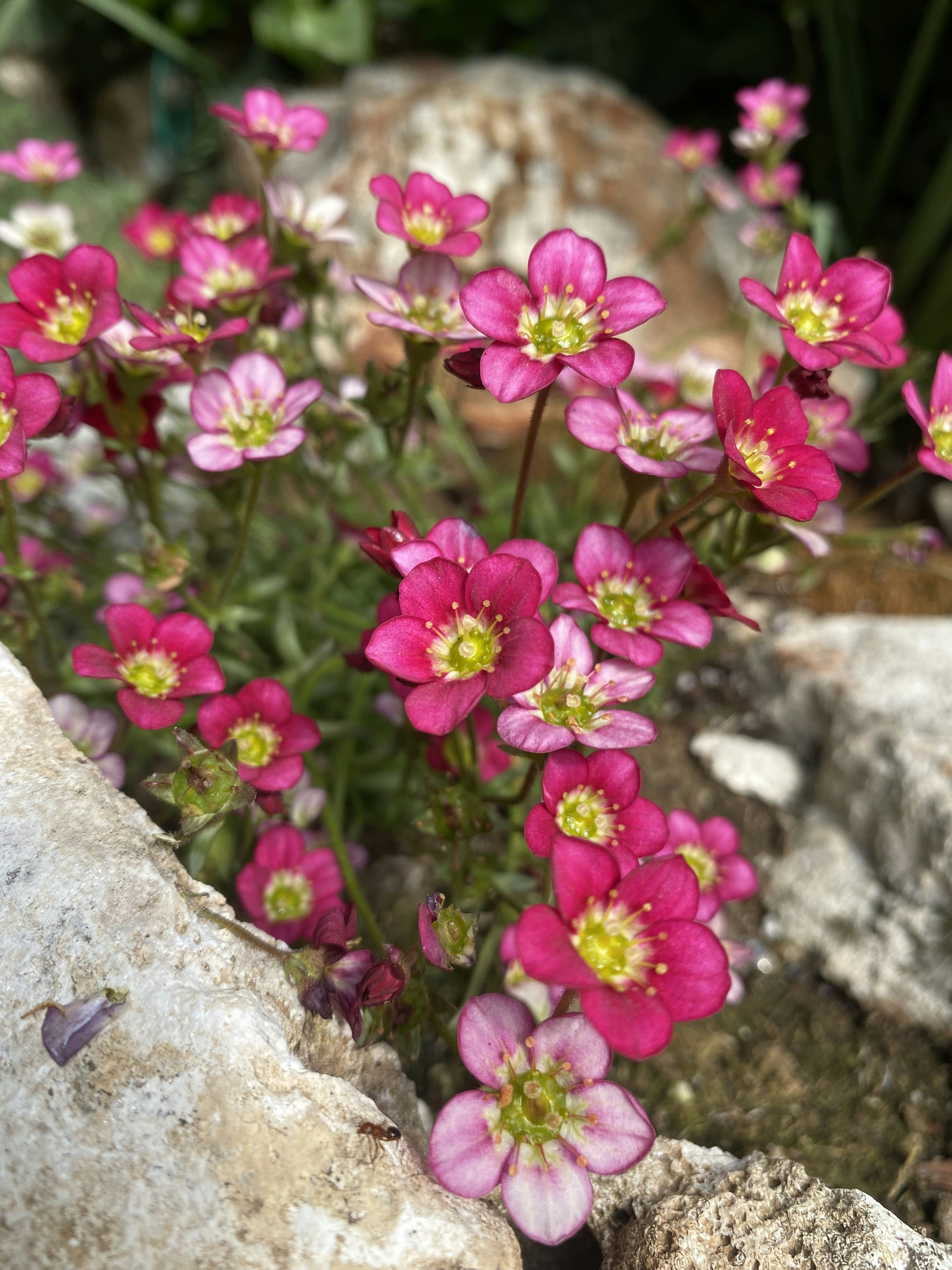 Delicate clusters of pink and white flowers nestled among stones, showcasing nature's vibrant palette. The intricate details of each bloom invite closer observation.