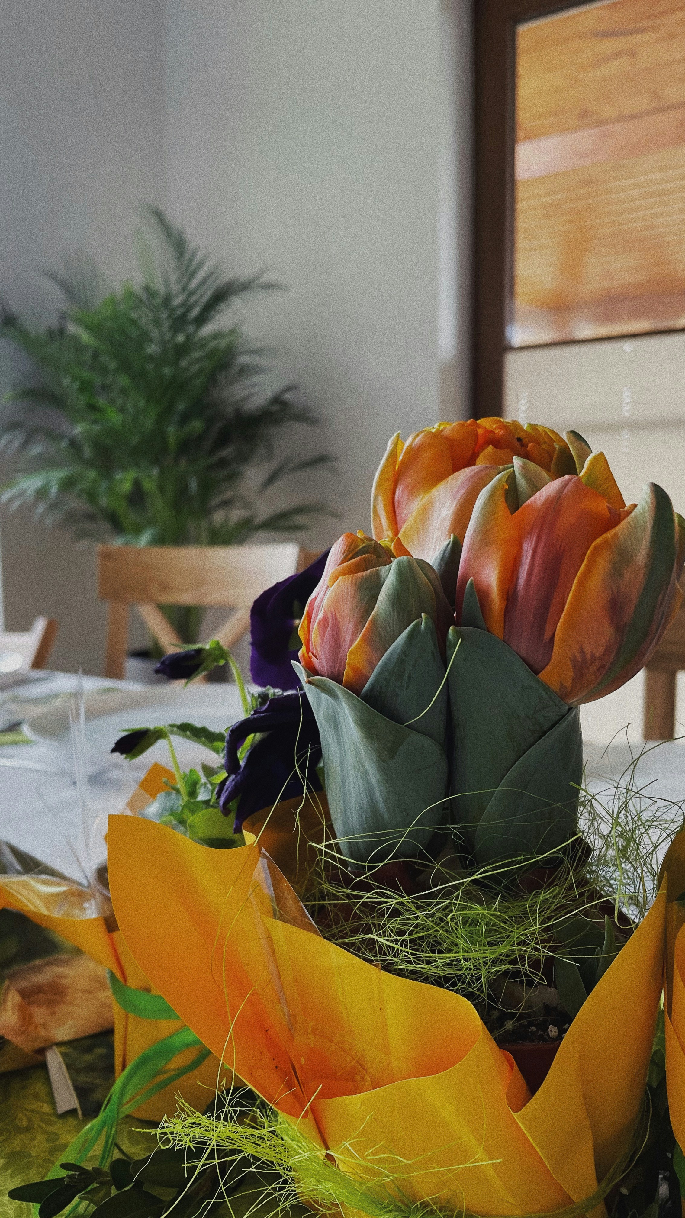 Wrapped Orange Tulips on a Sunlit Dining Table