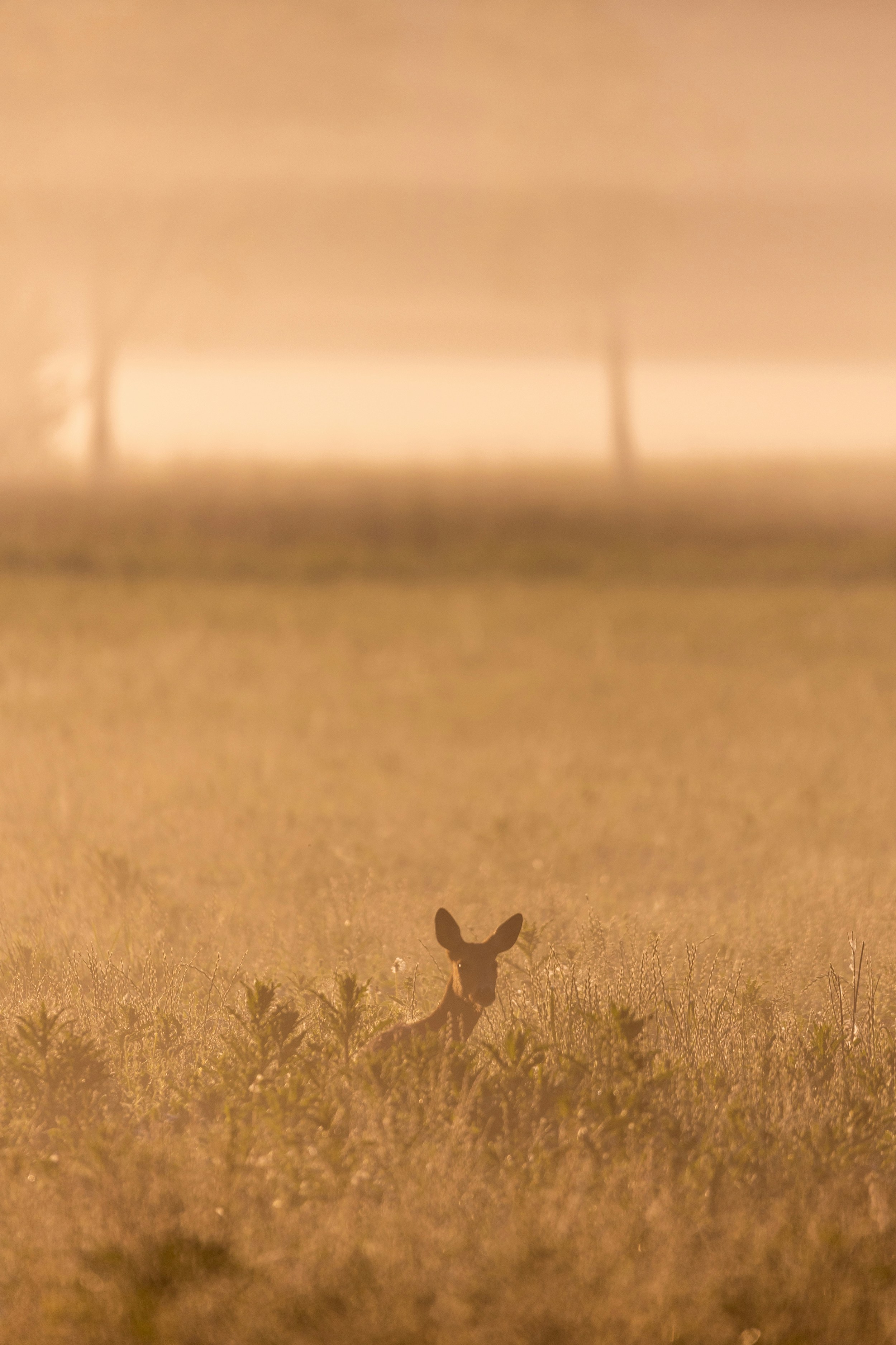 Deer silhouetted against a misty summer morning field bathed in warm golden light.