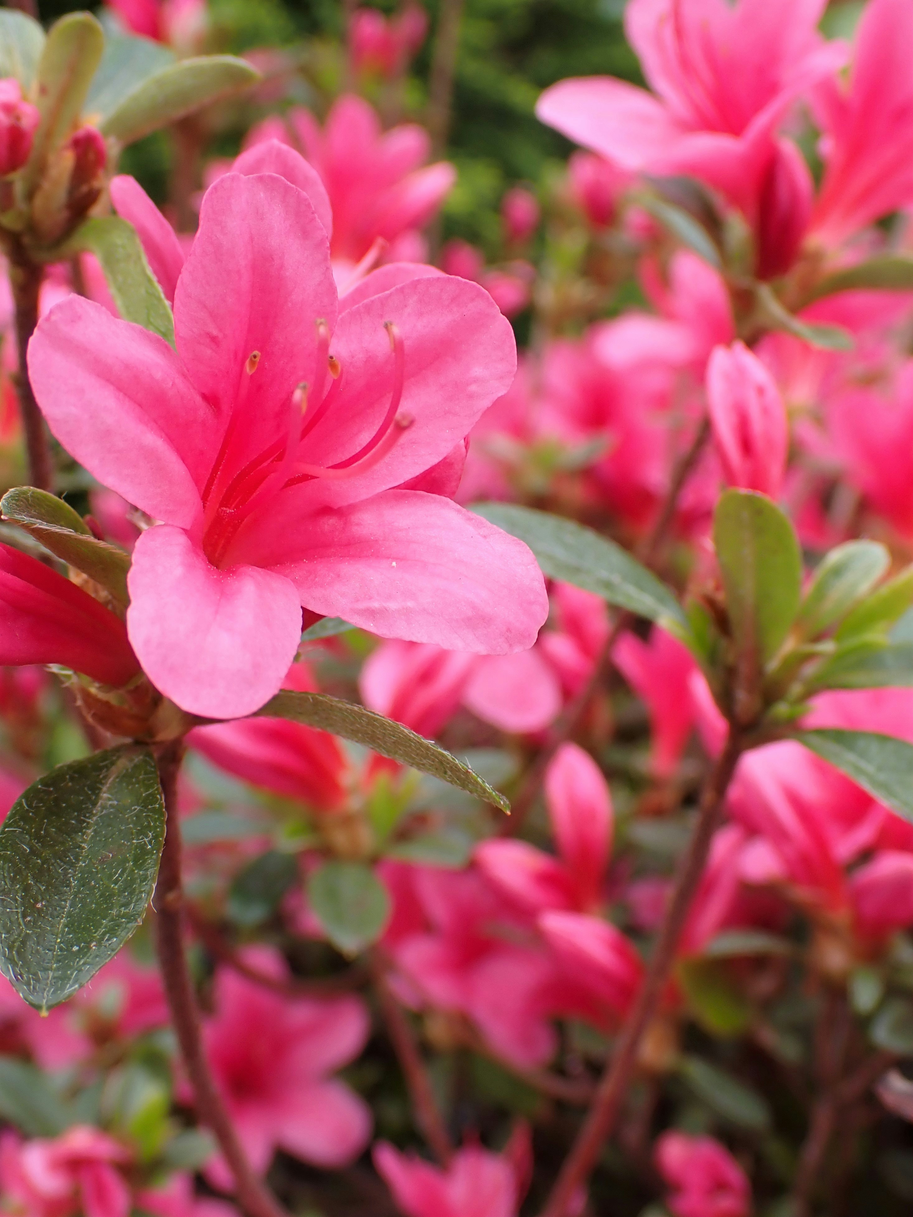 Azalea Pictures | Download Free Images on Unsplash