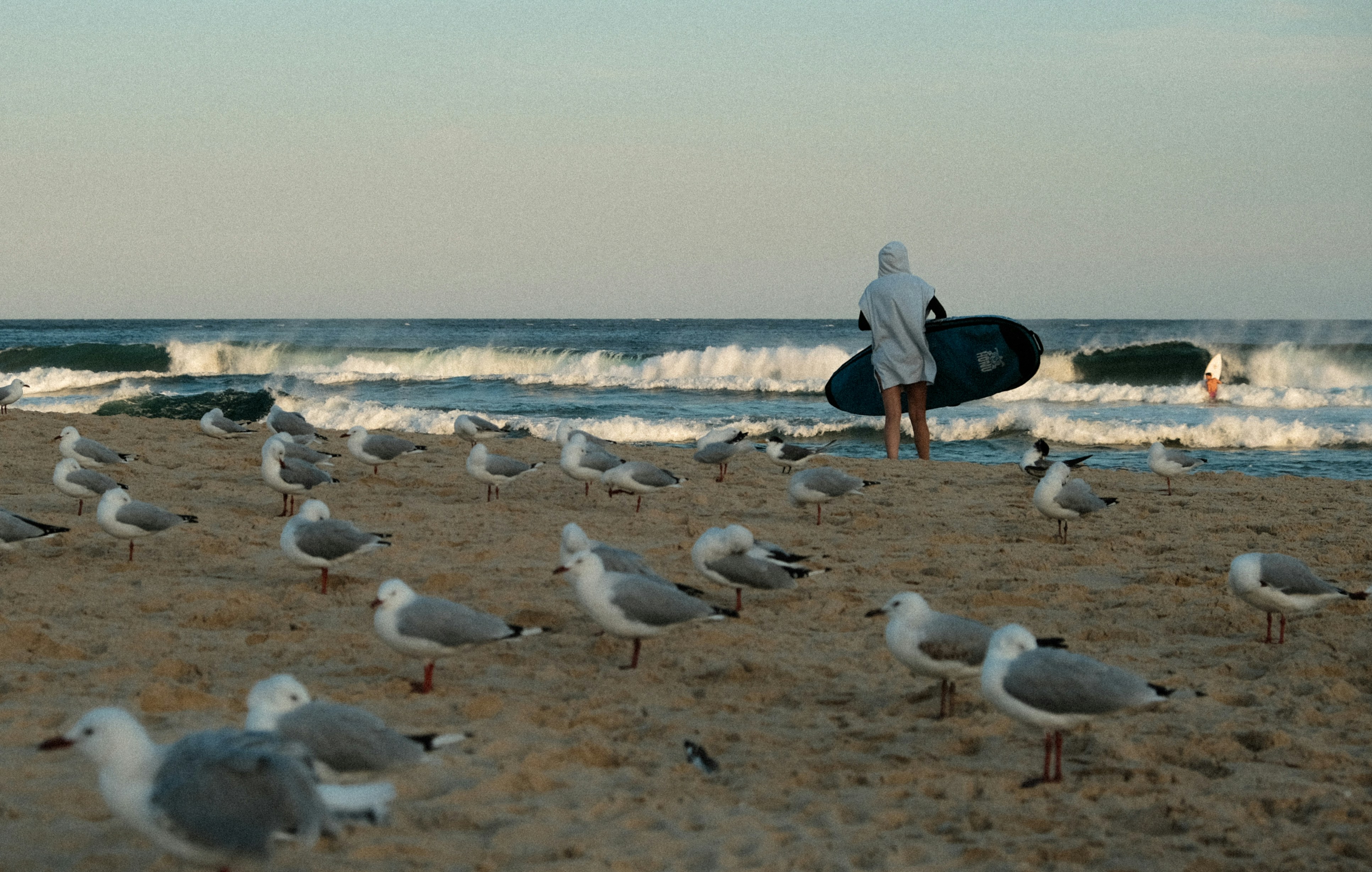 Horizon Walk: Surfboarder Among a Parade of Seagulls