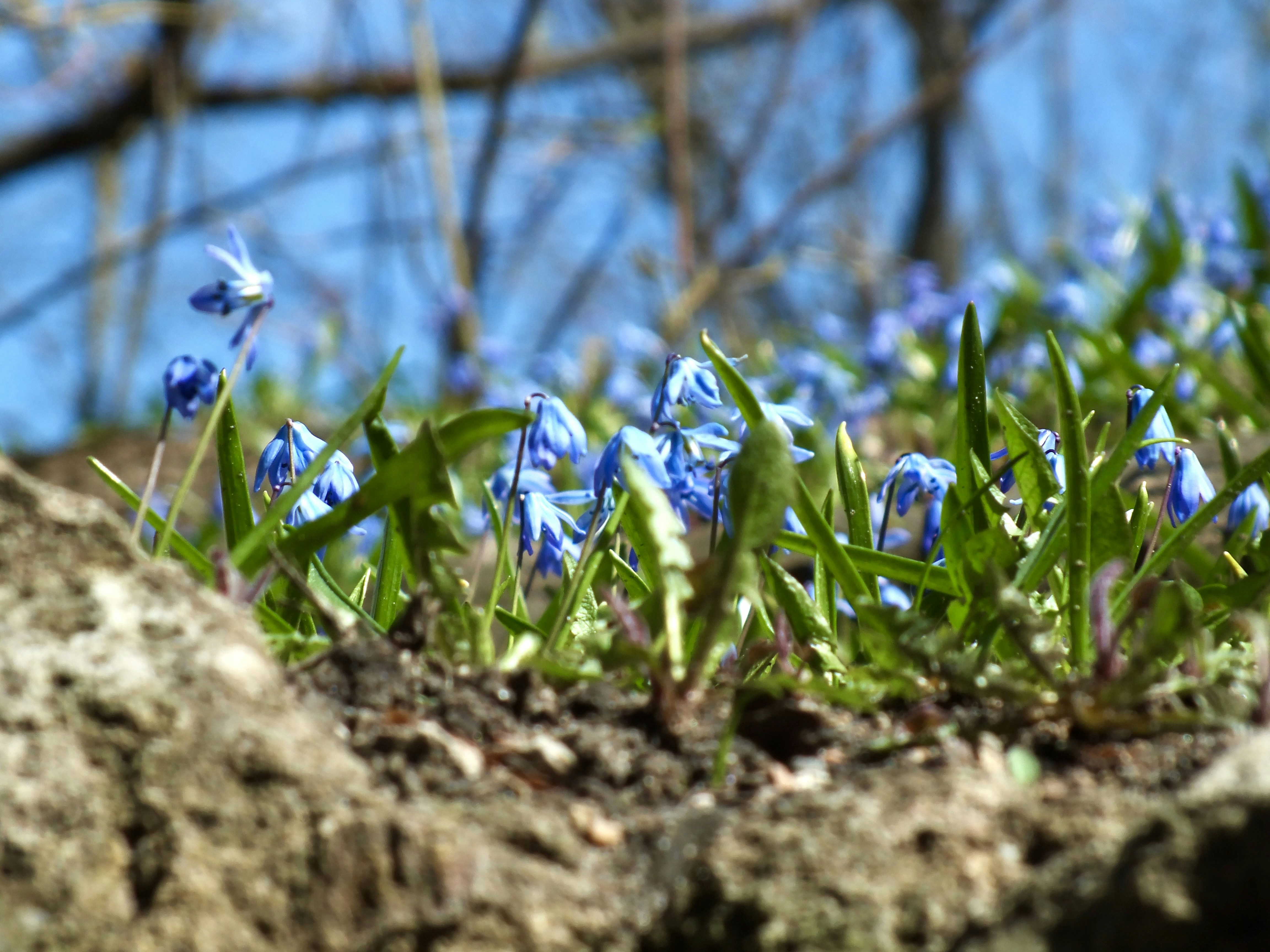 Delicate blue flowers emerging from rocky soil, framed by vibrant green grass and a clear blue sky above.