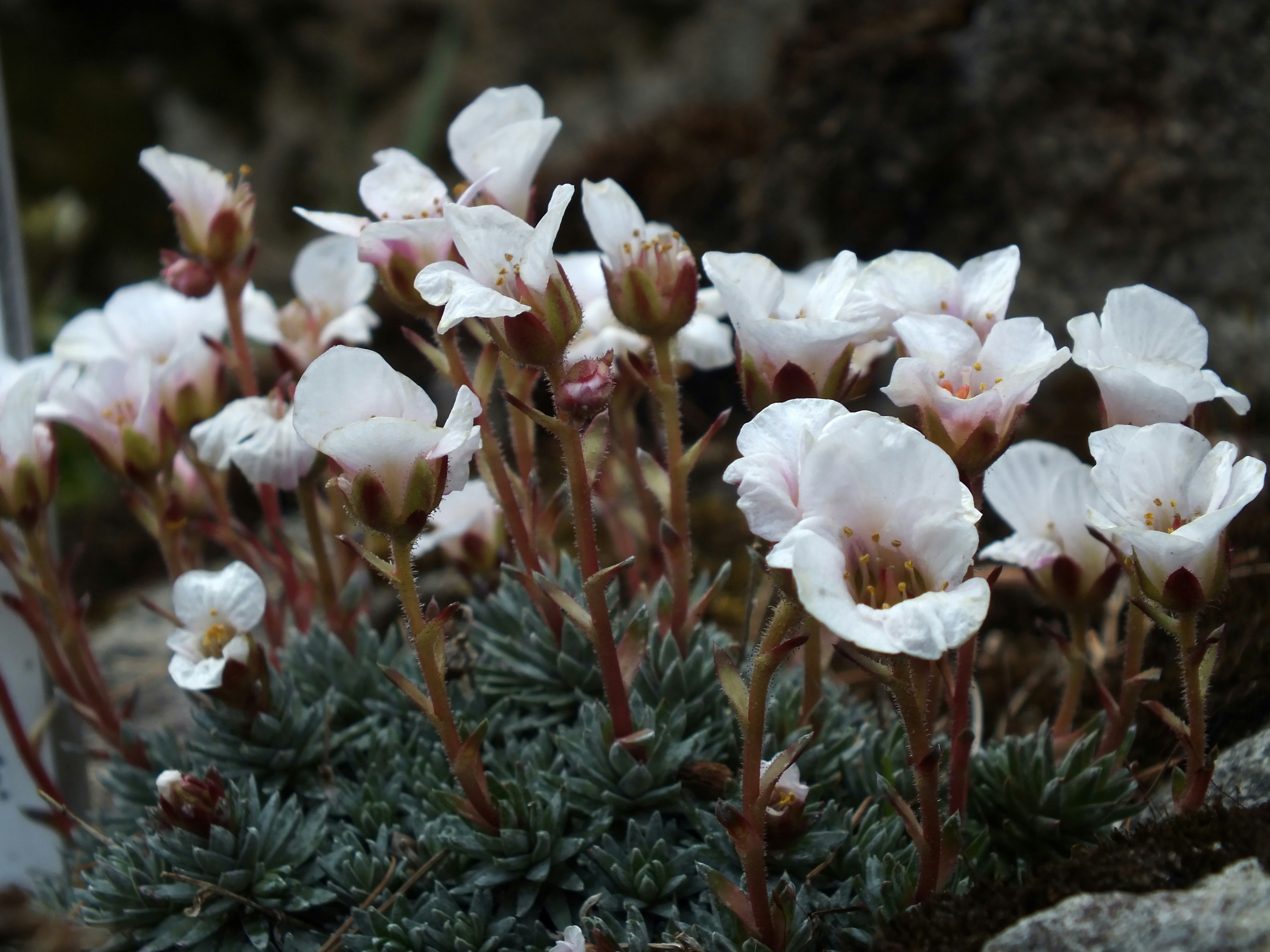 Fleurs De Mousse Photos | Télécharger des images gratuites sur Unsplash