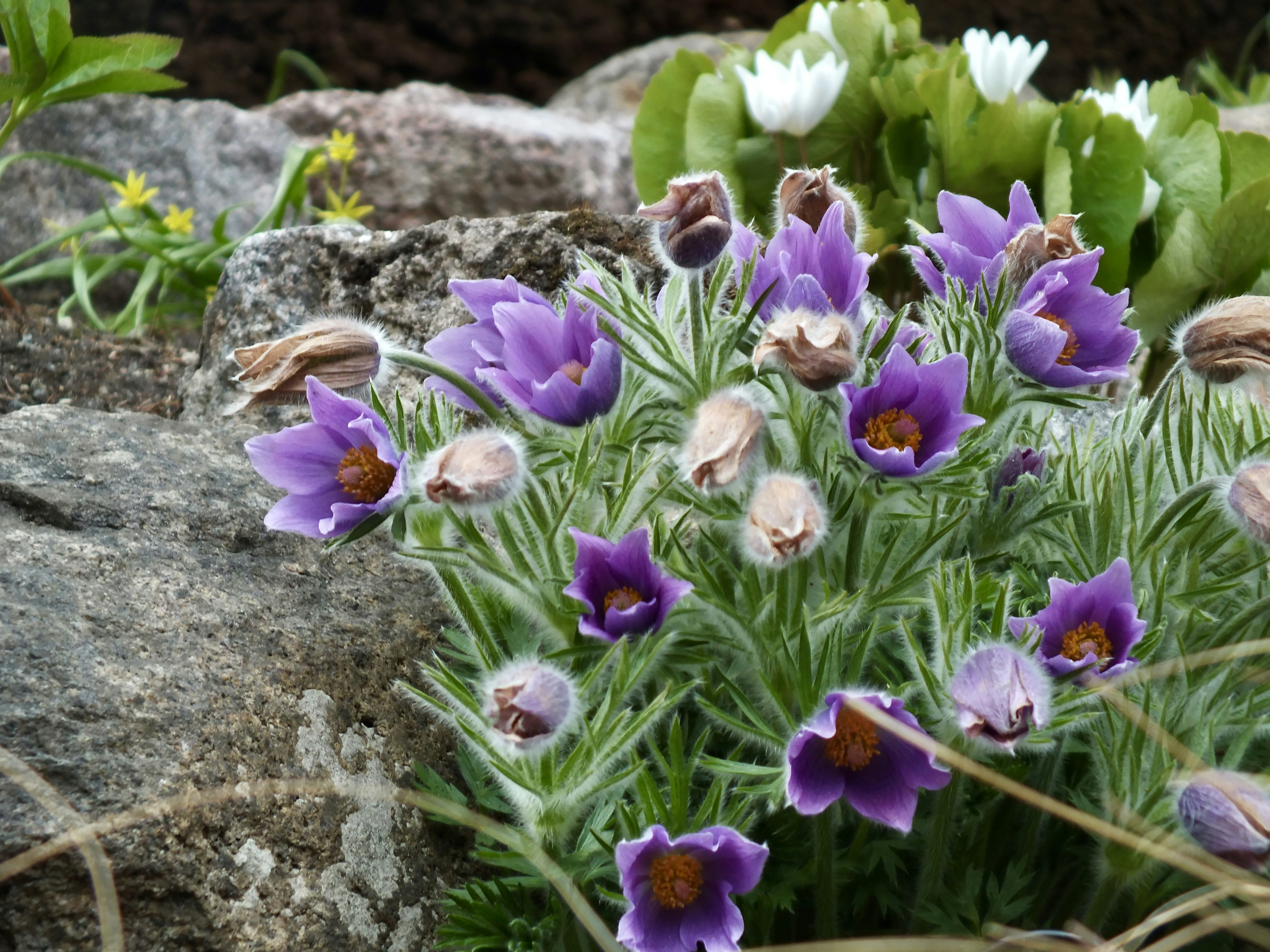 Petals Against Granite: Purple blooms cling to weathered stones in a sunlit garden bed