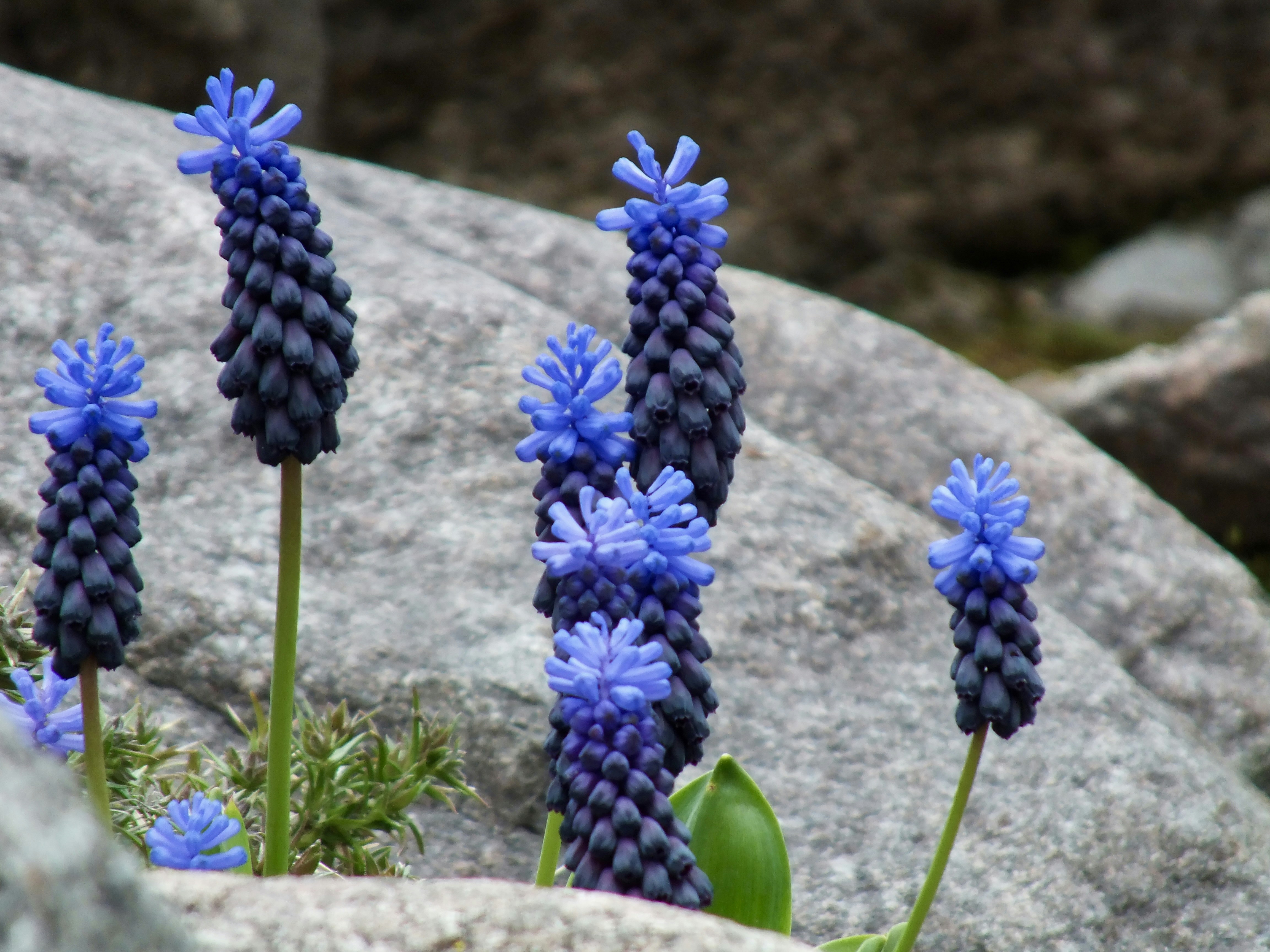 Blue grape hyacinths rise among weathered granite, their indigo blossoms contrasting with gray stones. This outdoor photograph captures a tranquil spring moment.