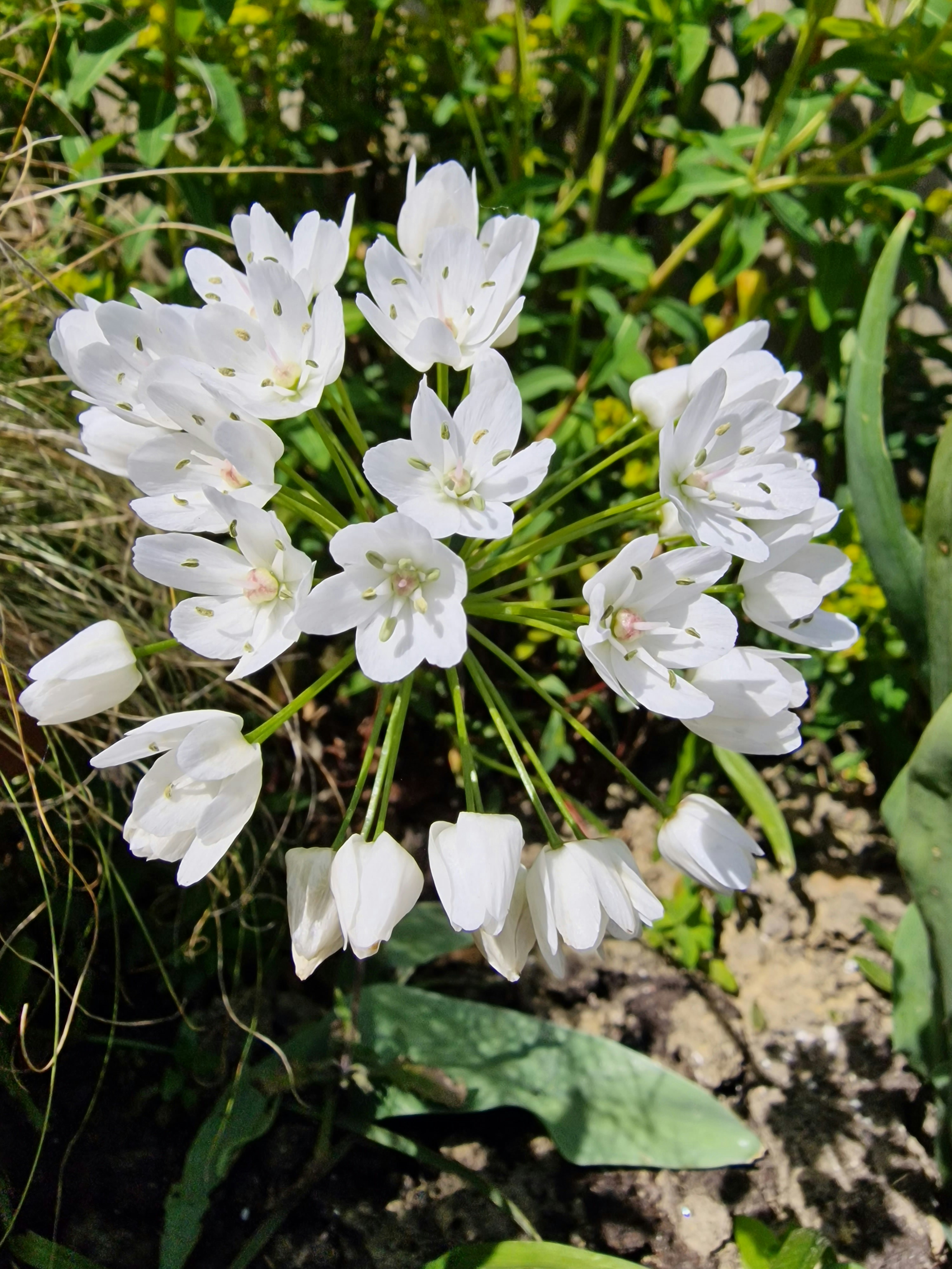 White Umbrella of Bloom: A Top-Down Garden Cluster