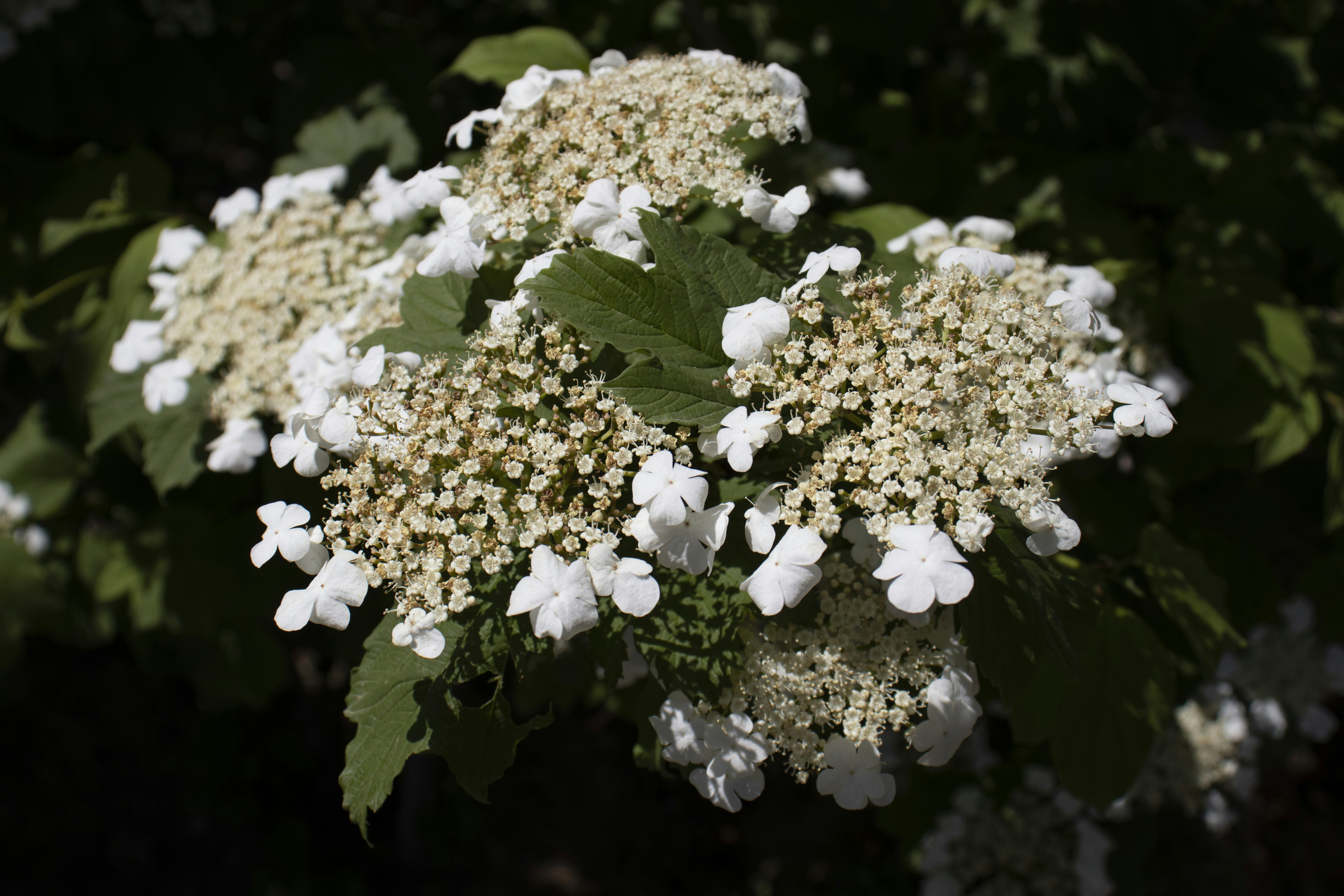 Foto zum Thema Ein Strauch mit weißen Blüten – Kostenloses Bild zu ...