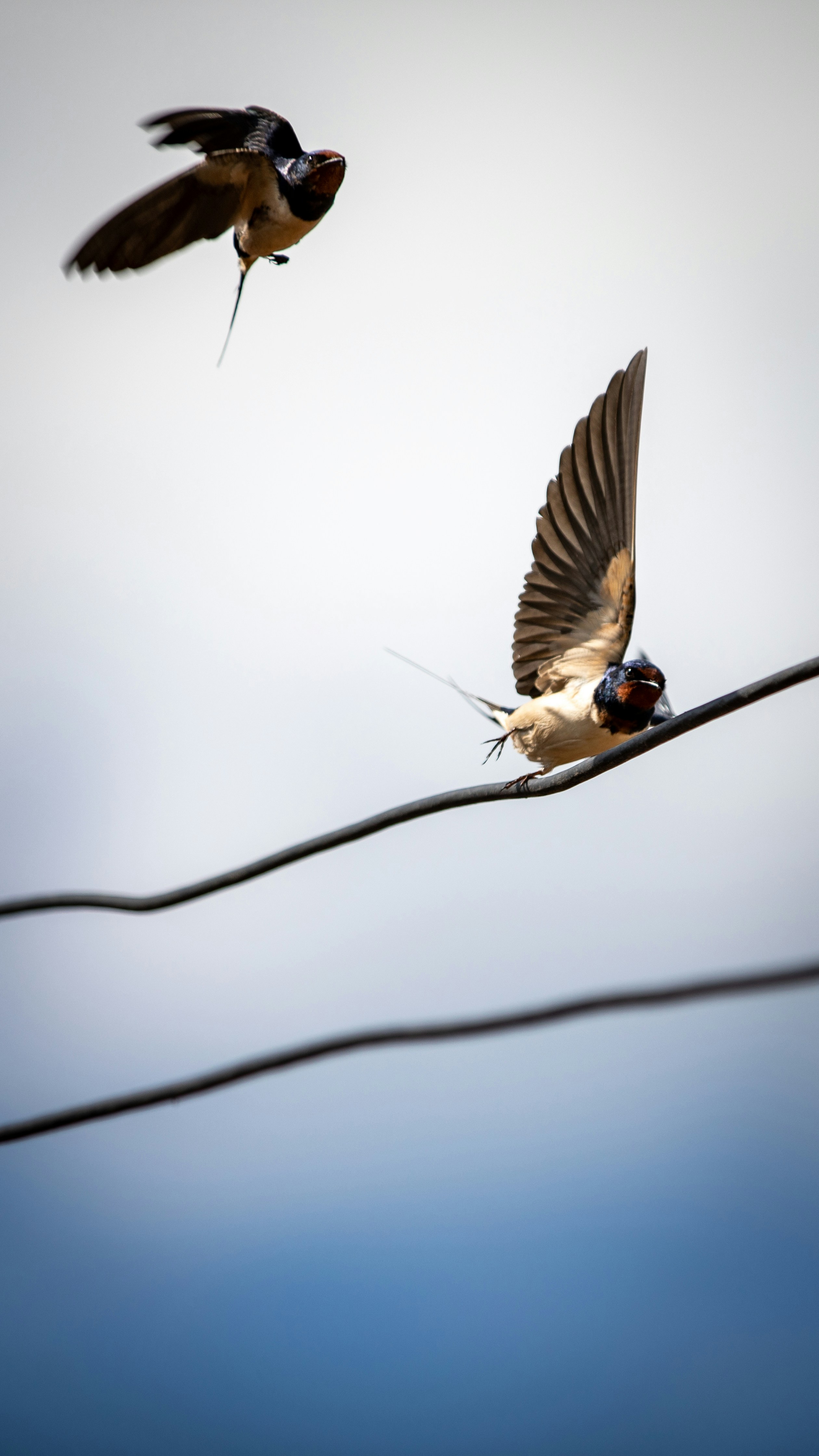 A bird flying next to a bird photo – Free White Image on Unsplash