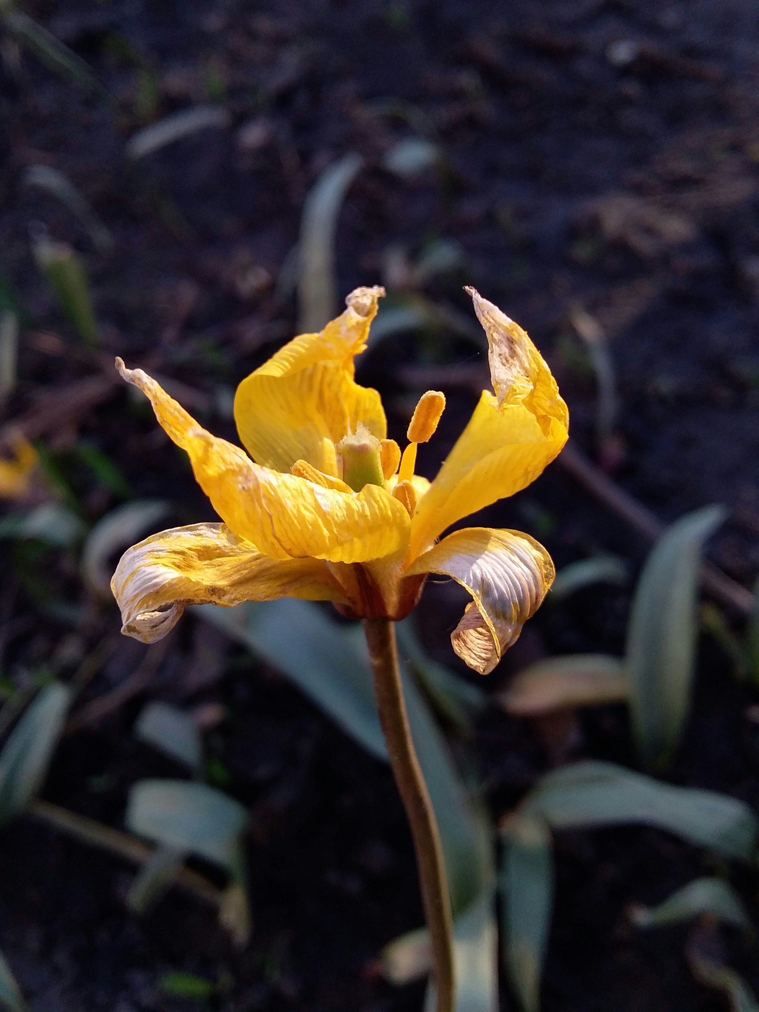 Amber Iris in a Shadowed Bed: A Solitary Bloom's Quiet Resilience