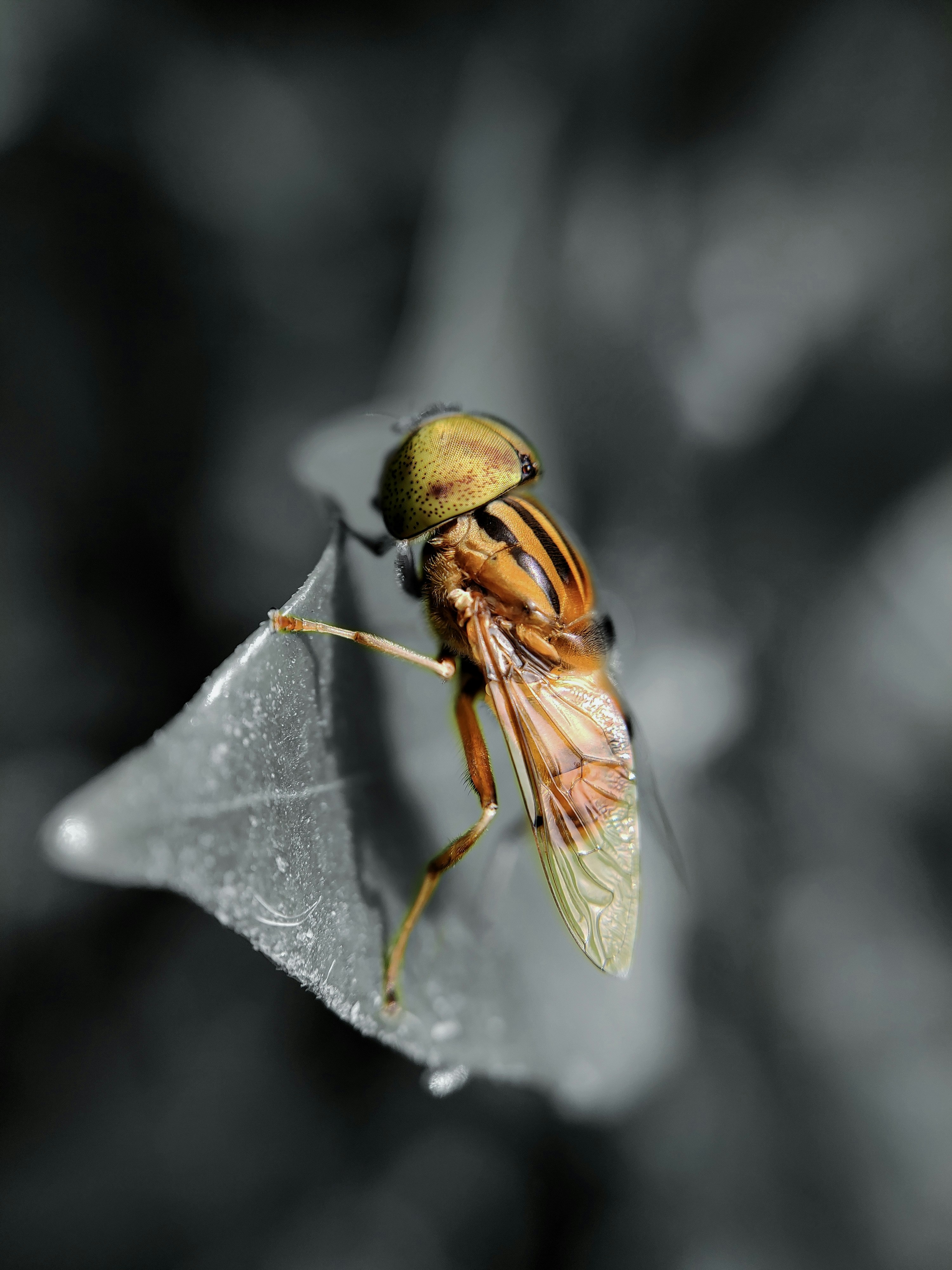 A close up of a fly photo – Free Odisha Image on Unsplash