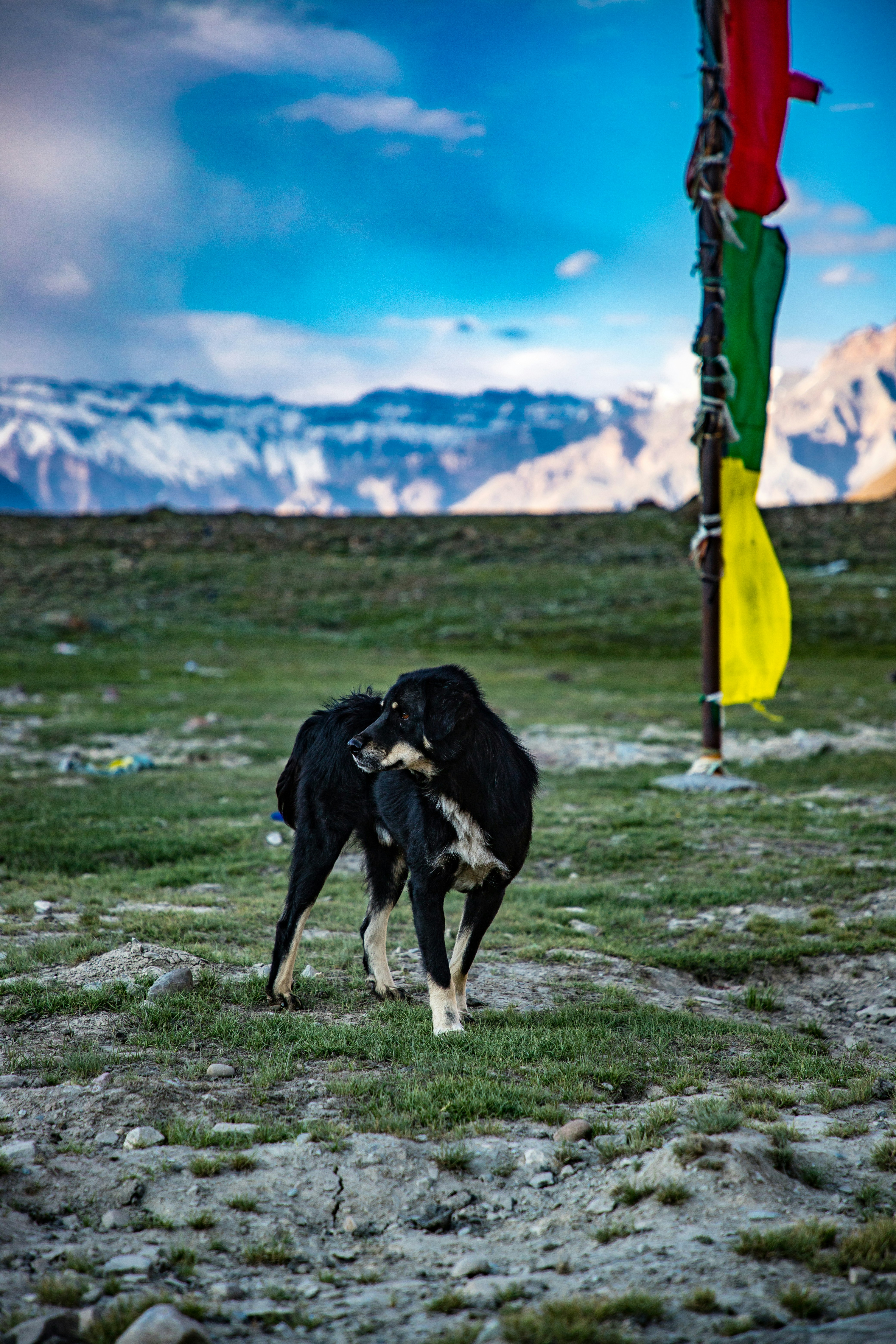 Lone Border Collie at Prayer Flags under Alpine Sky