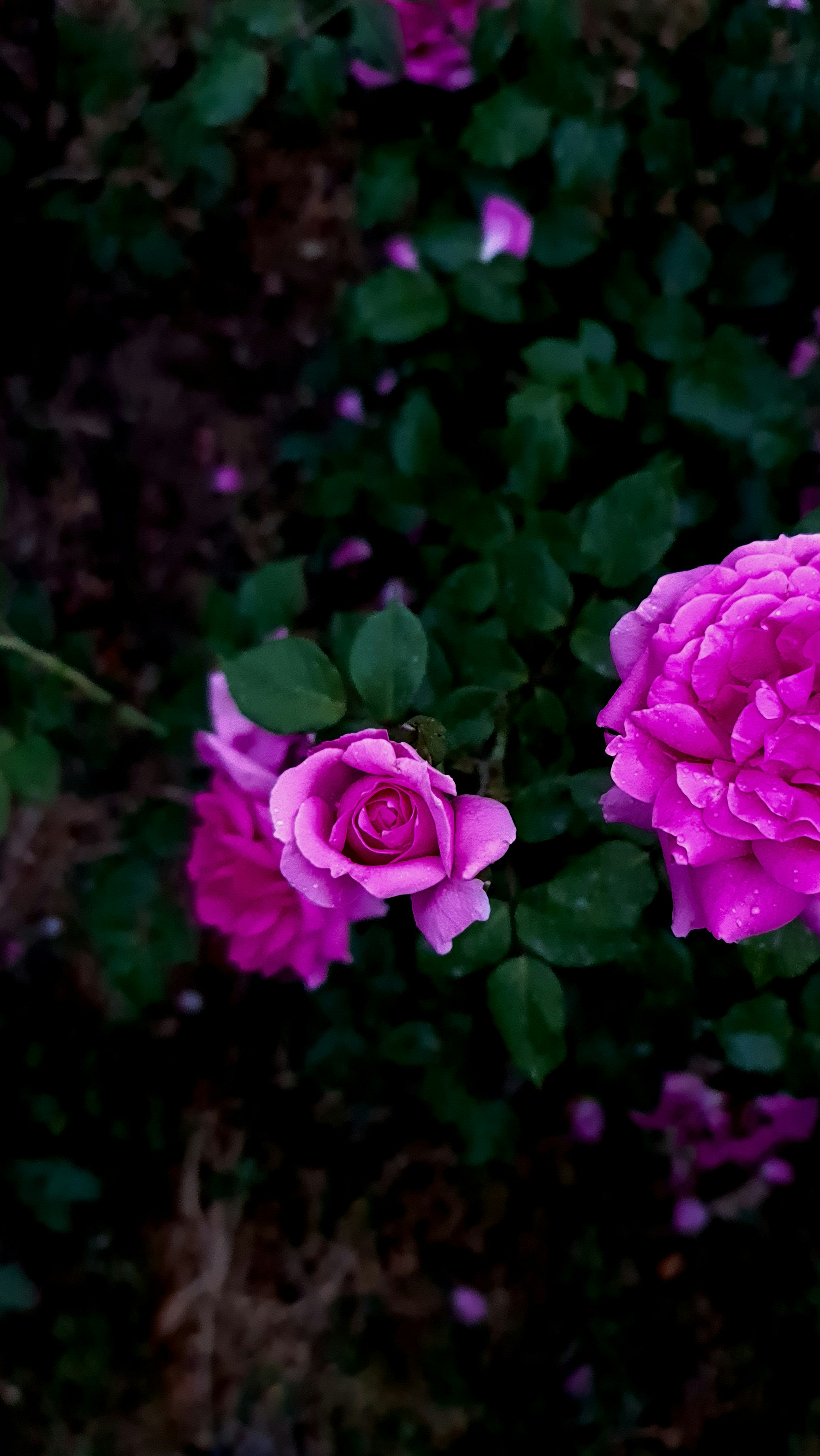 A close-up view of vibrant pink roses nestled among lush green foliage, showcasing the delicate beauty of nature.