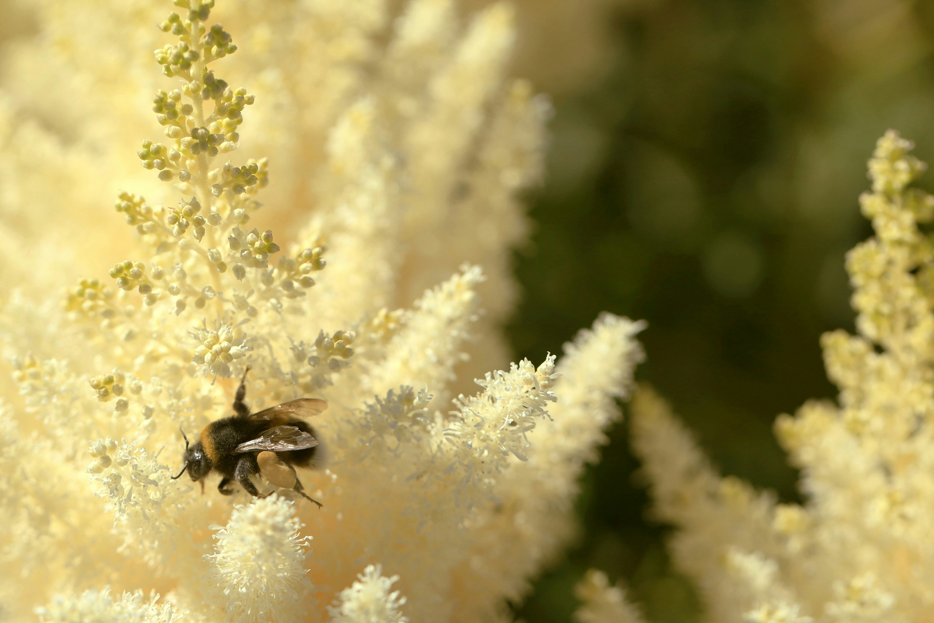 a bee on a flower