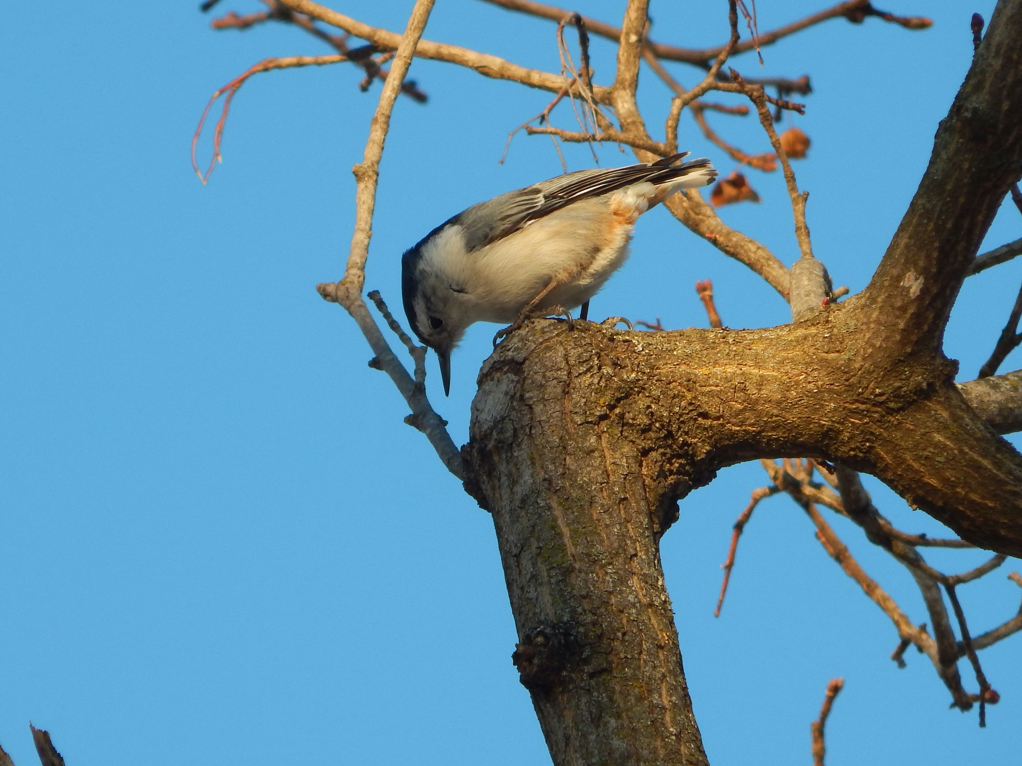 Sunlit Perch: a small bird surveys the sky from a rugged branch