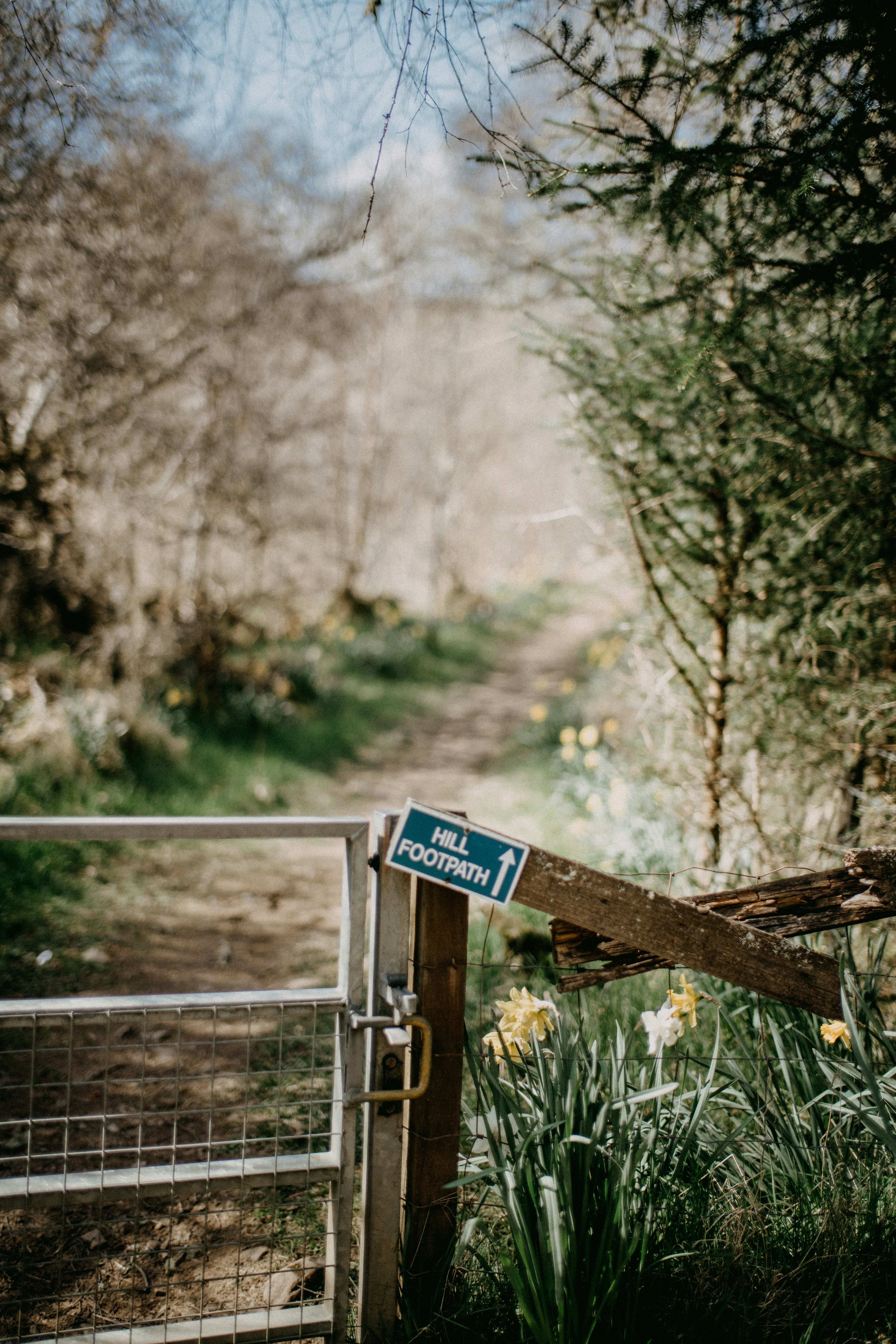 Gate, Daffodils, and a Distant Footpath: A Quiet Spring Corridor