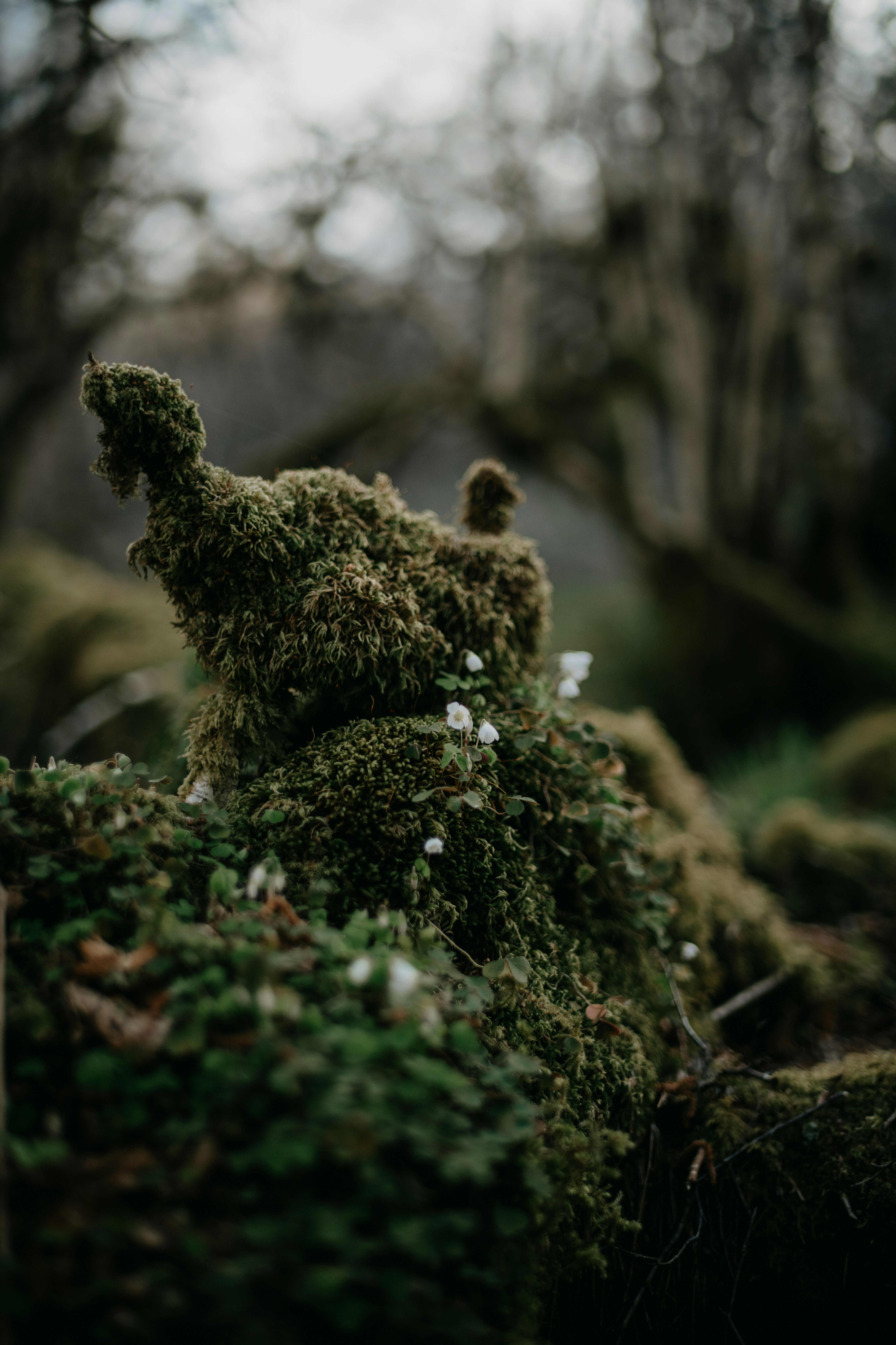 Photo by Annie Spratt with Nikon Z7