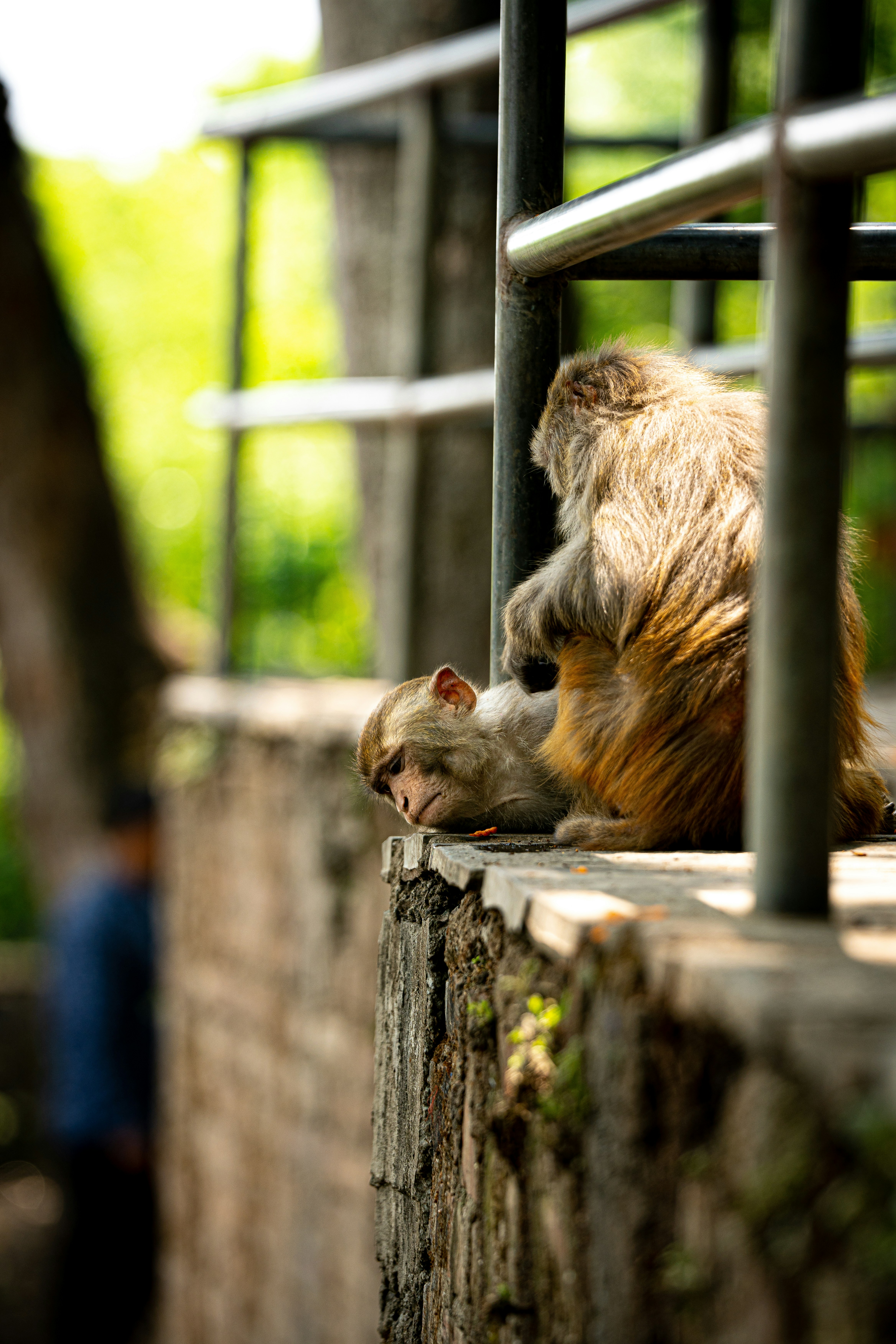 Grooming Bond on a Sunlit Stone Ledge Beside a Metal Rail